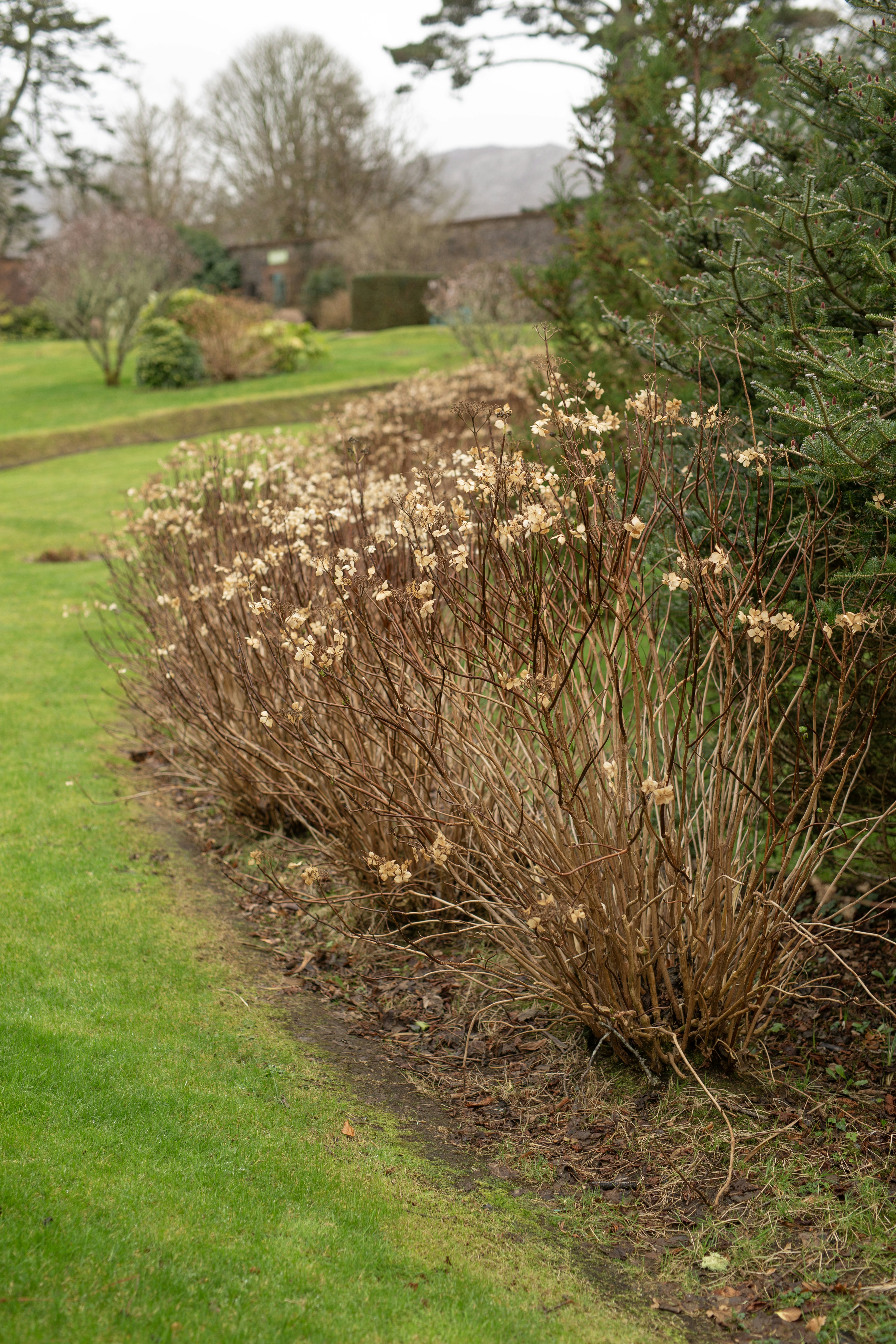 Winter Garden in Soft Light: A Row of Frosted Bushes
