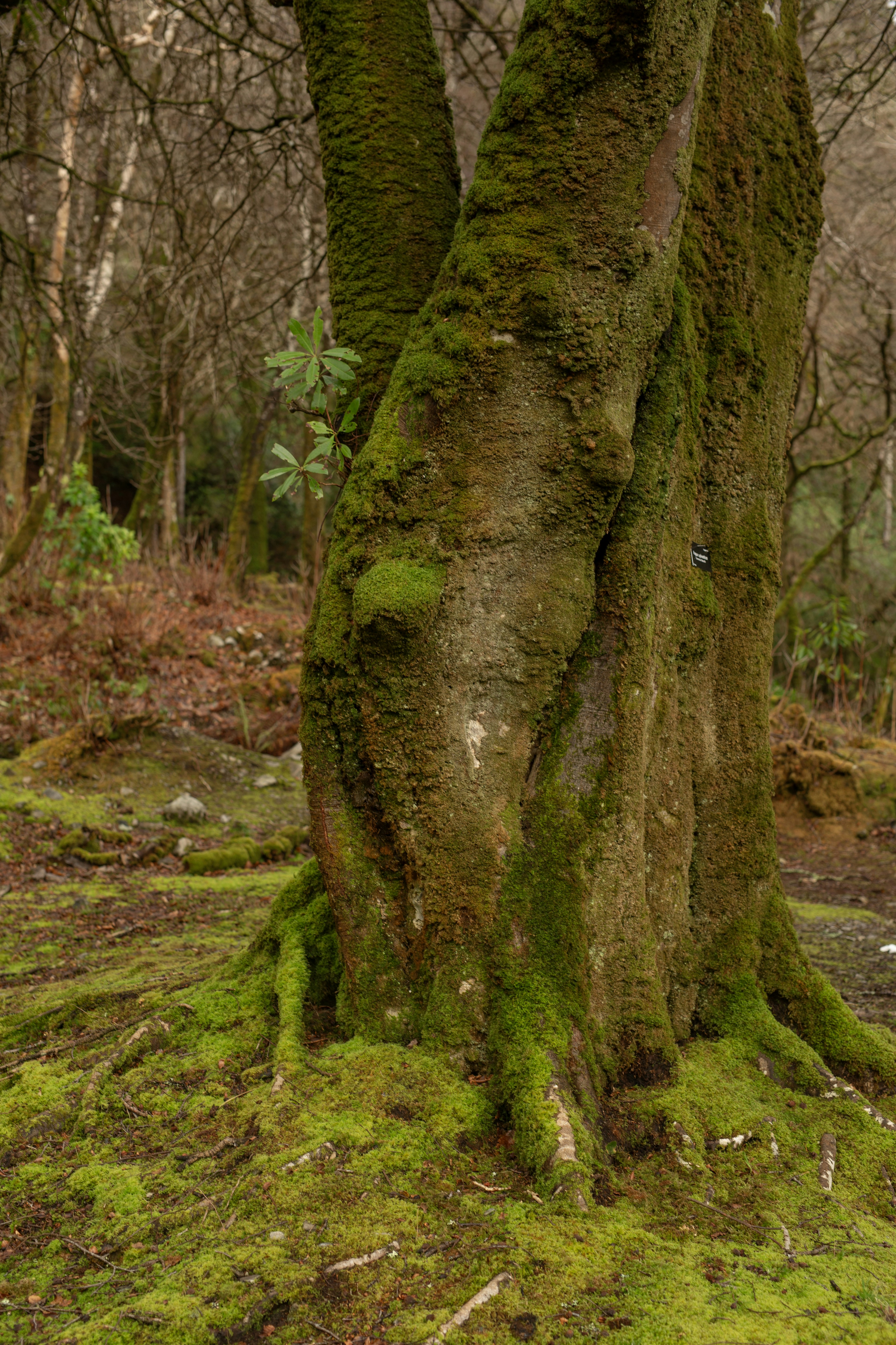 Moss-Cacophony: A Trunk of Verdant Silence