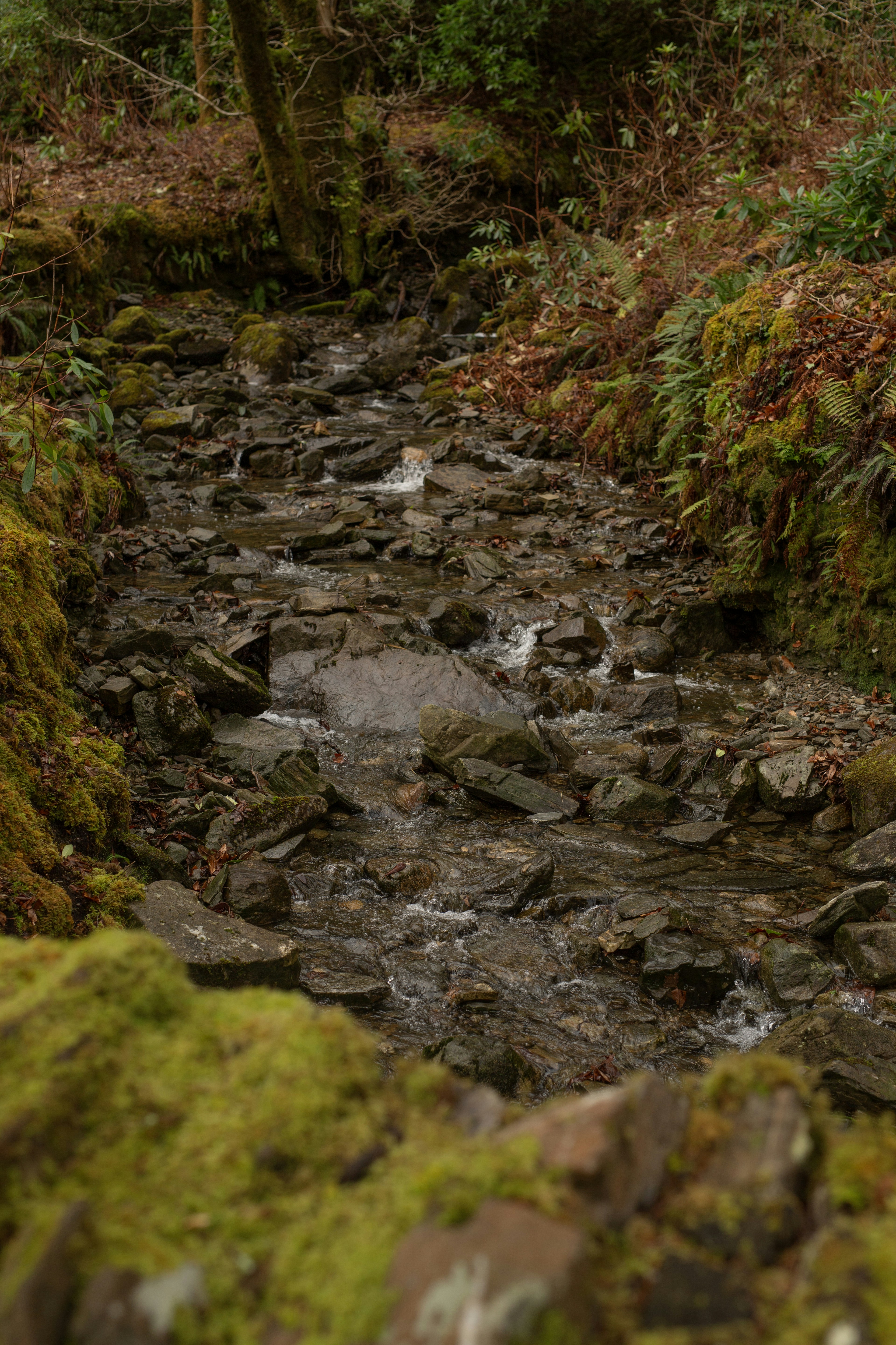 Mossy Streambed Through a Forest Cloaked in Quiet Autumn