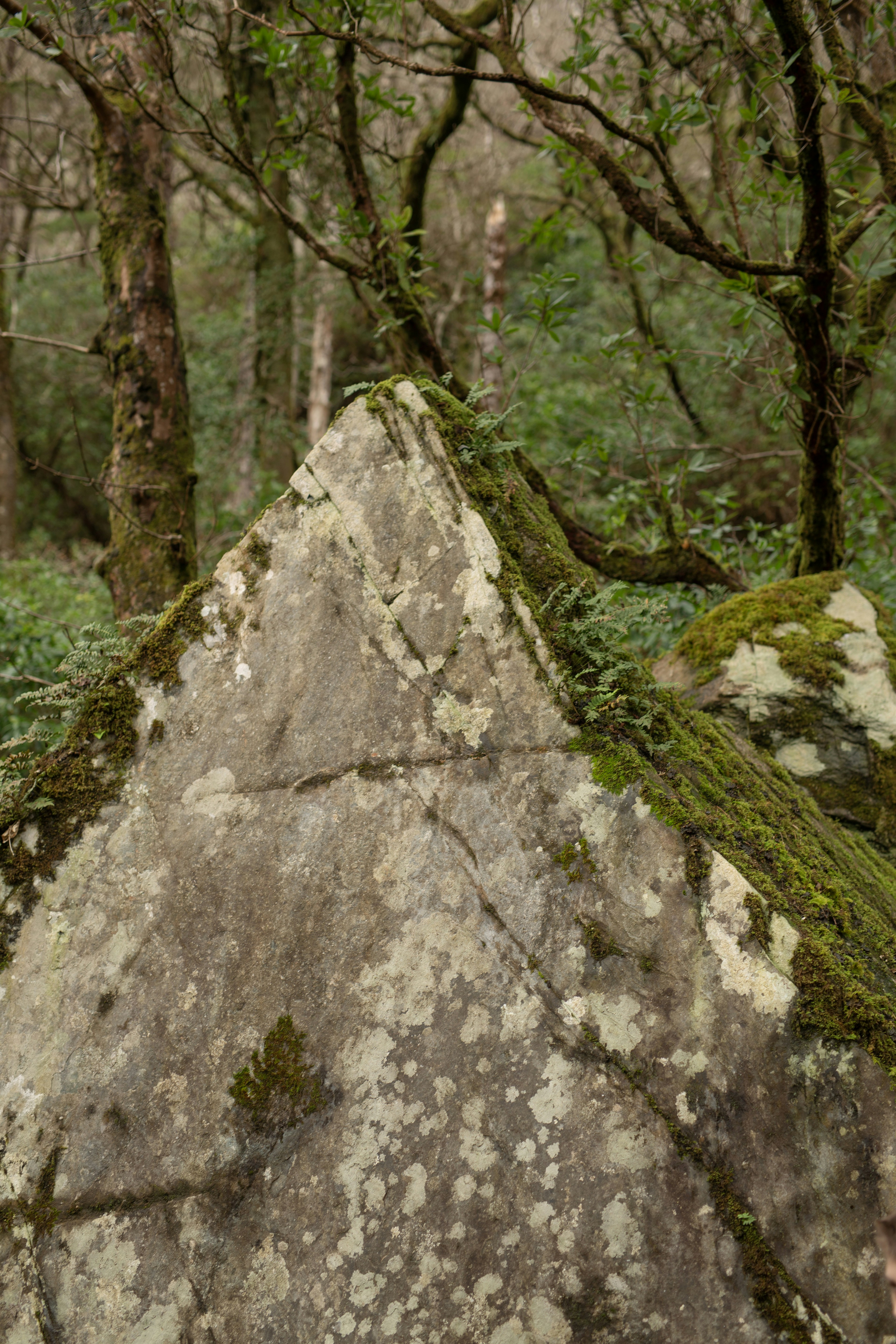 Moss-Clad Rock Rising from a Fern-Green Forest