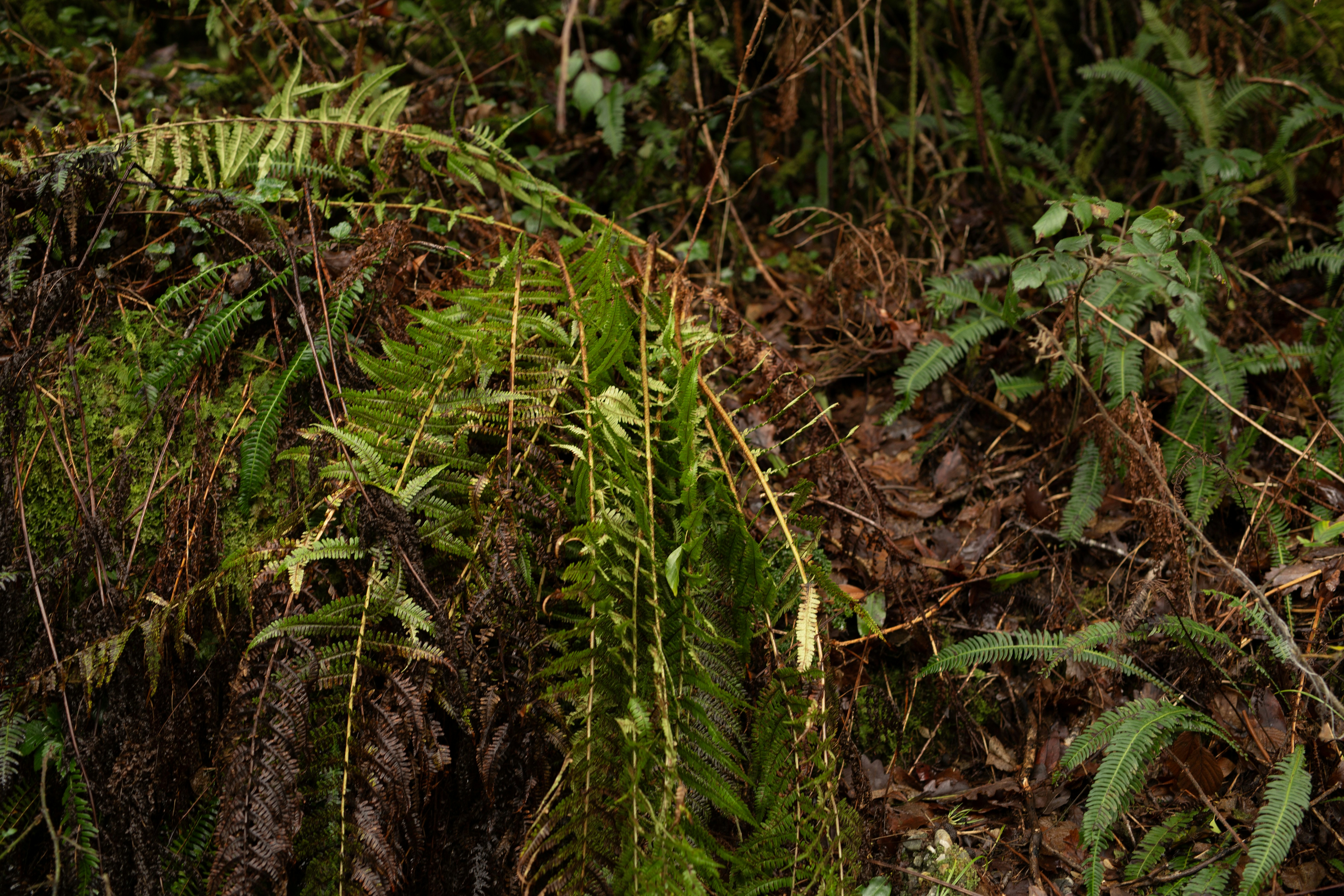 Fern Fronds and Forest Floor: A Quiet Tangle of Green