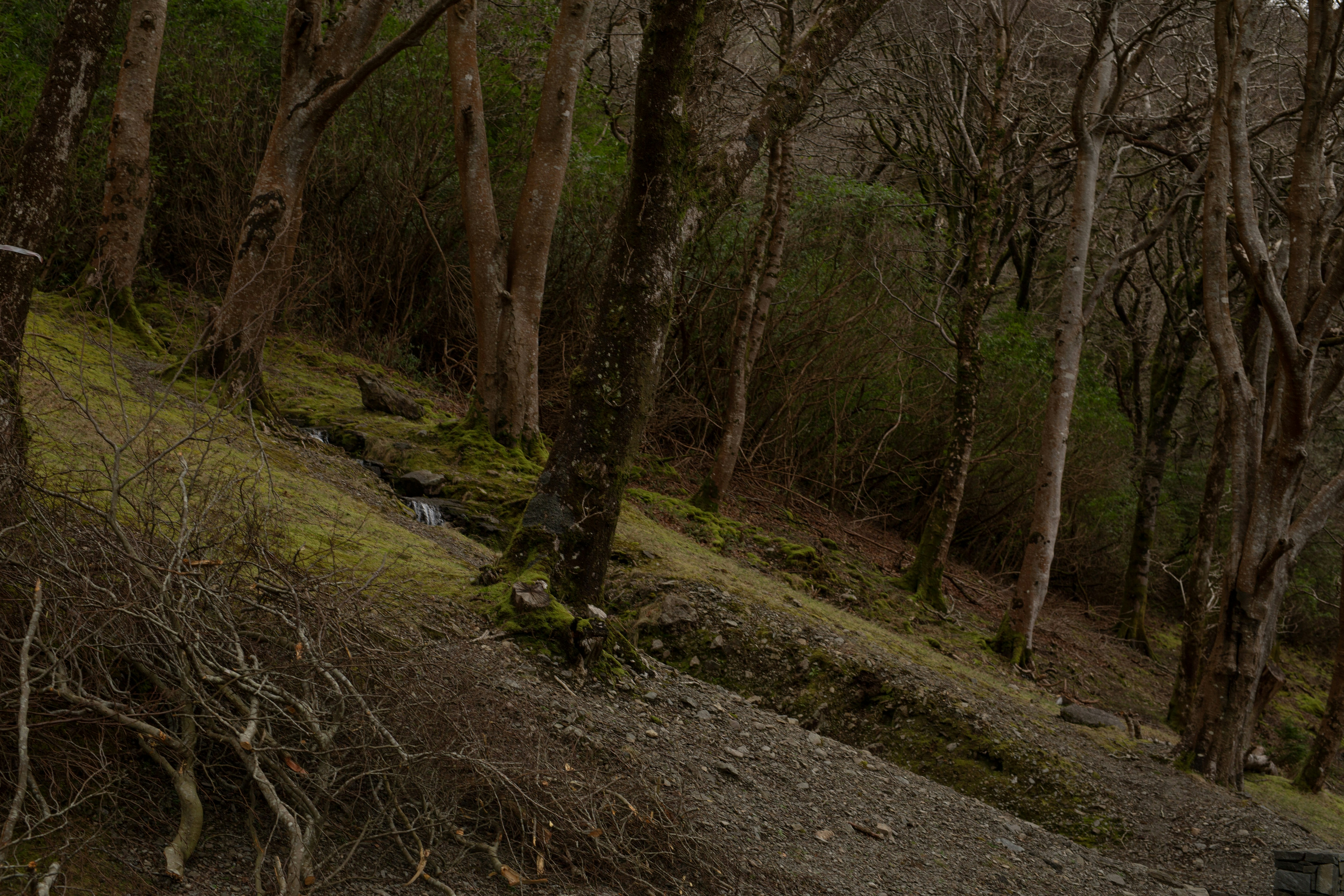 Forest Slope Echoes: Mossy Footpath Beneath Silent Pines