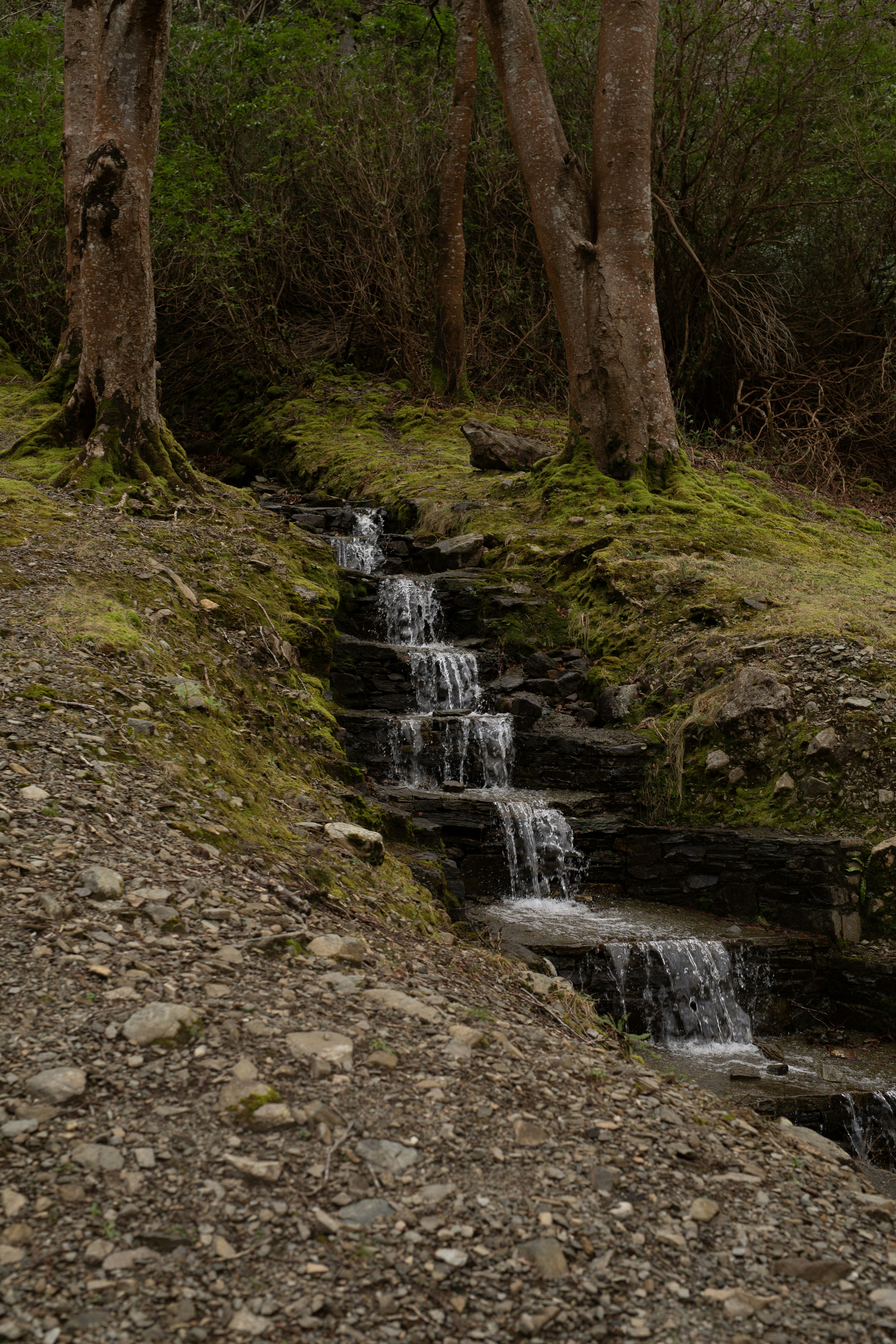 Whispering Steps: Mossed Cascade Through the Pine Lane