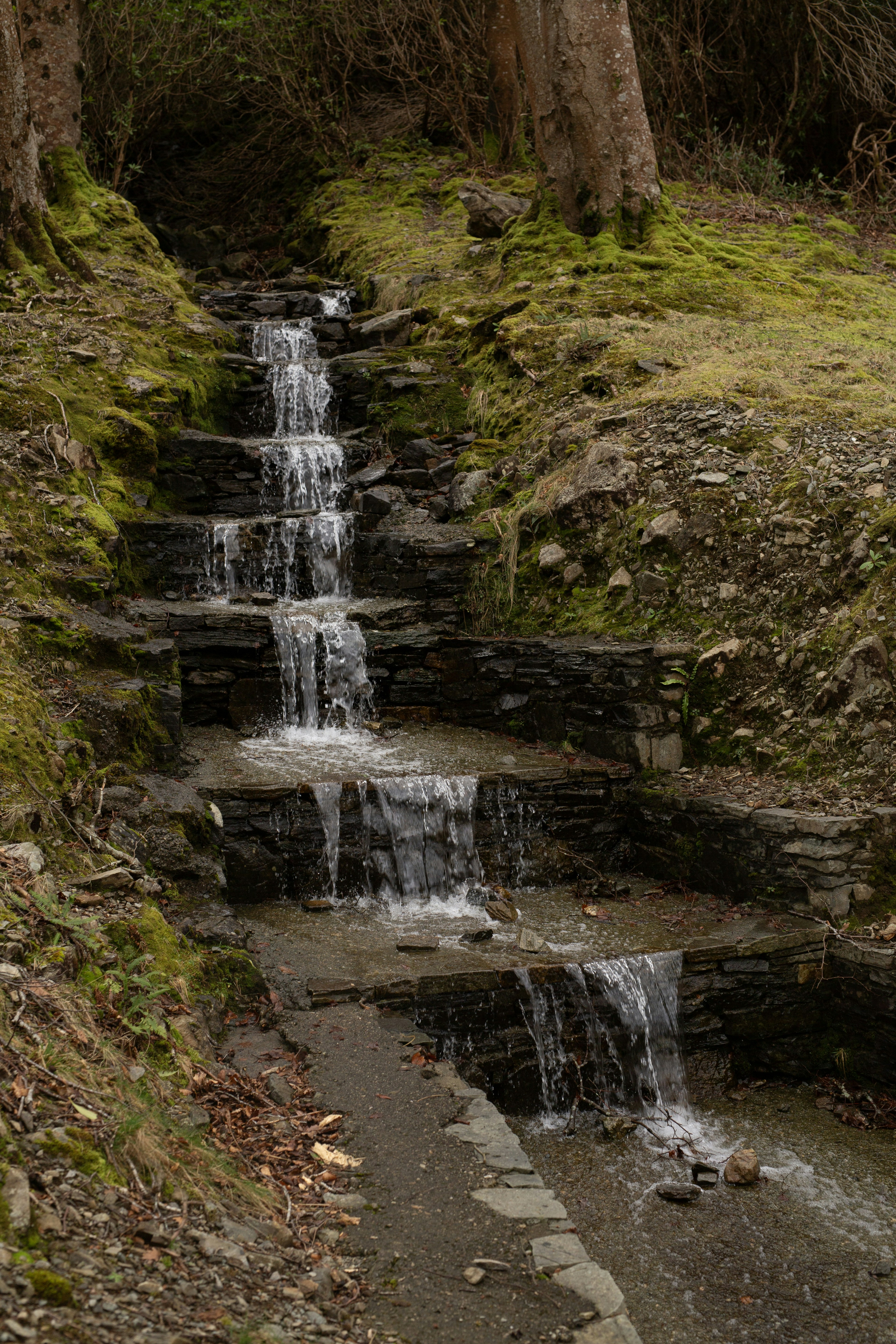 Forest Staircase of Water: Mossy Steps Descending into a Quiet Creek