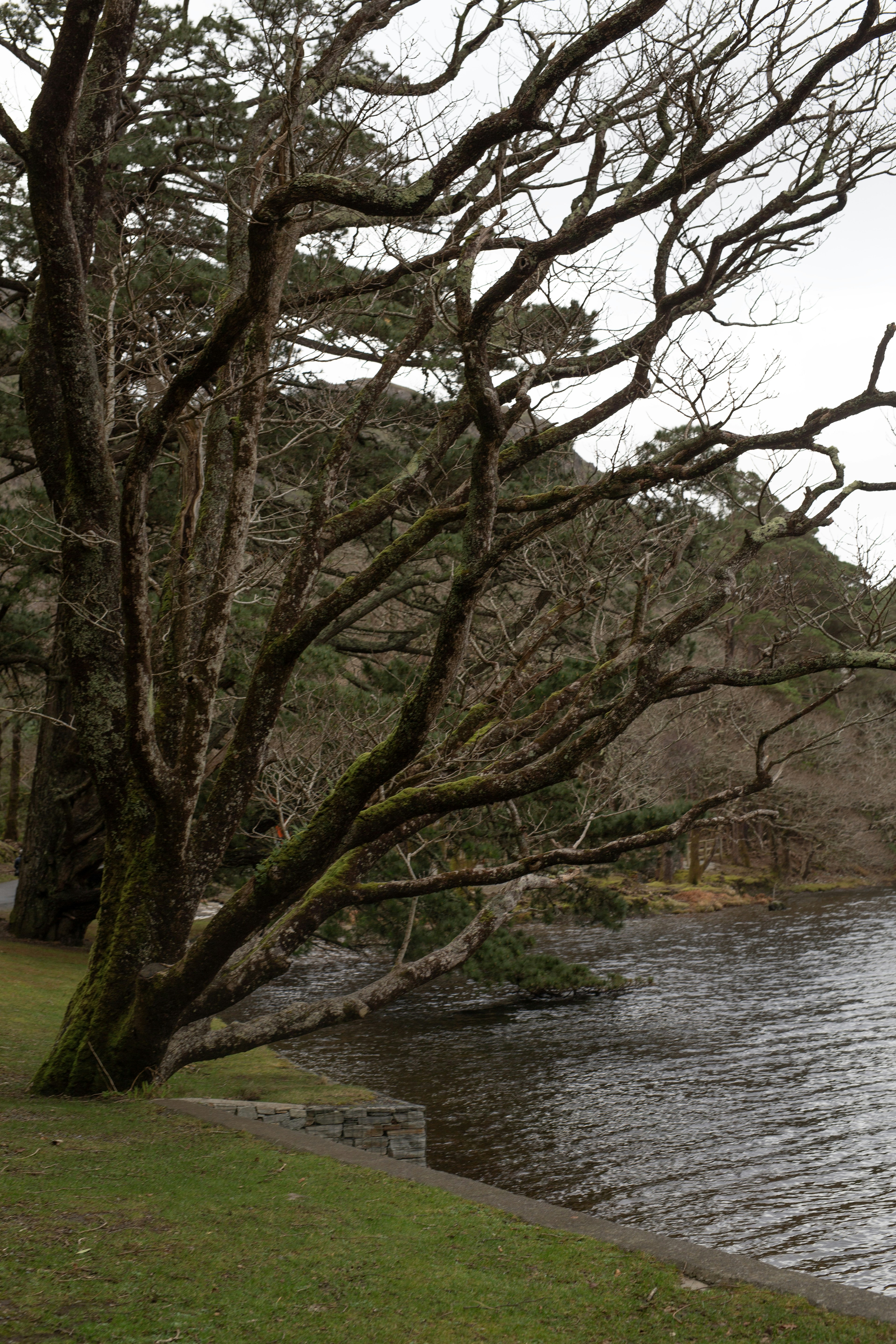 Twisted Arboreal Canopy by the Waterside
