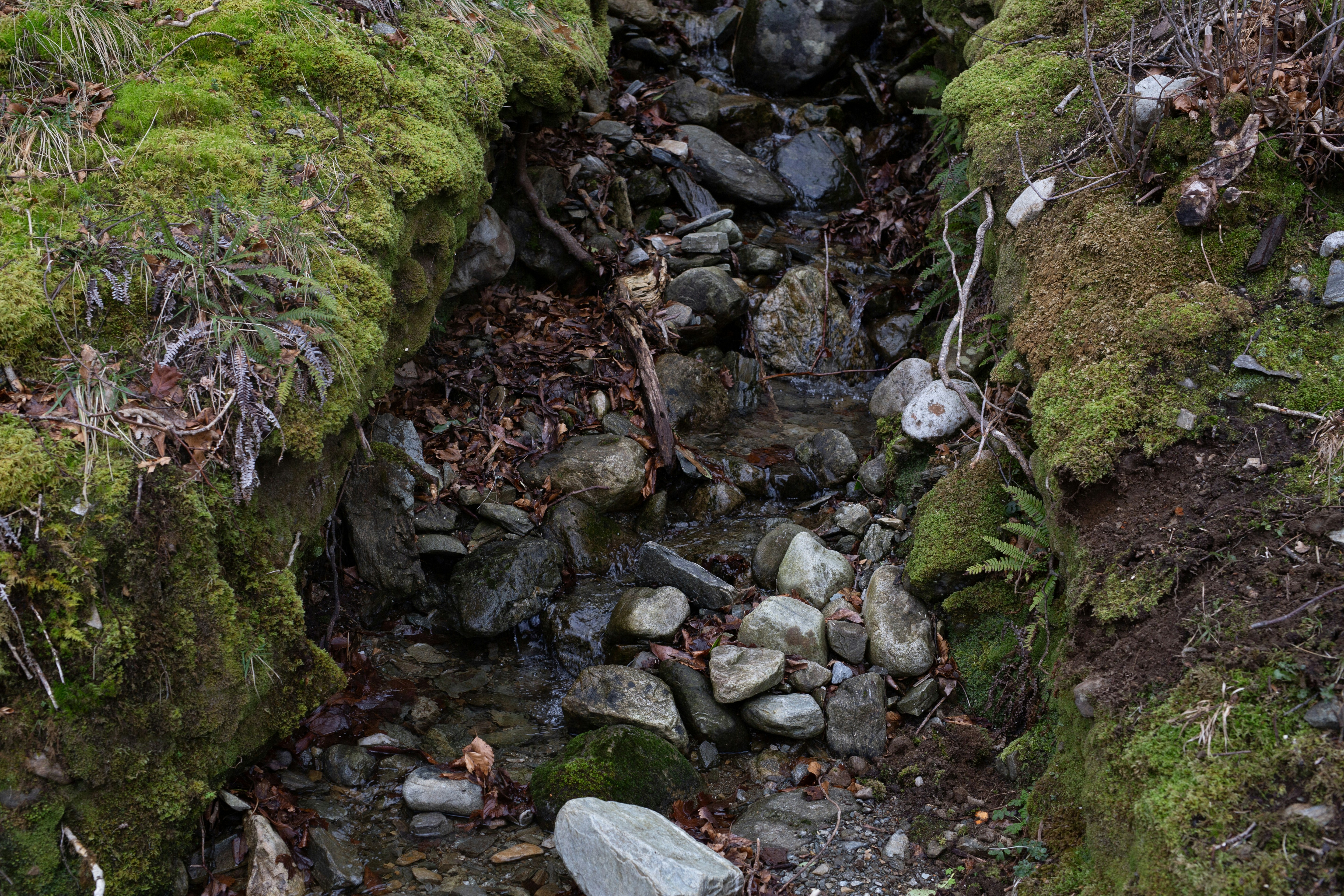 Mossy creek bed with scattered stones and fern fronds