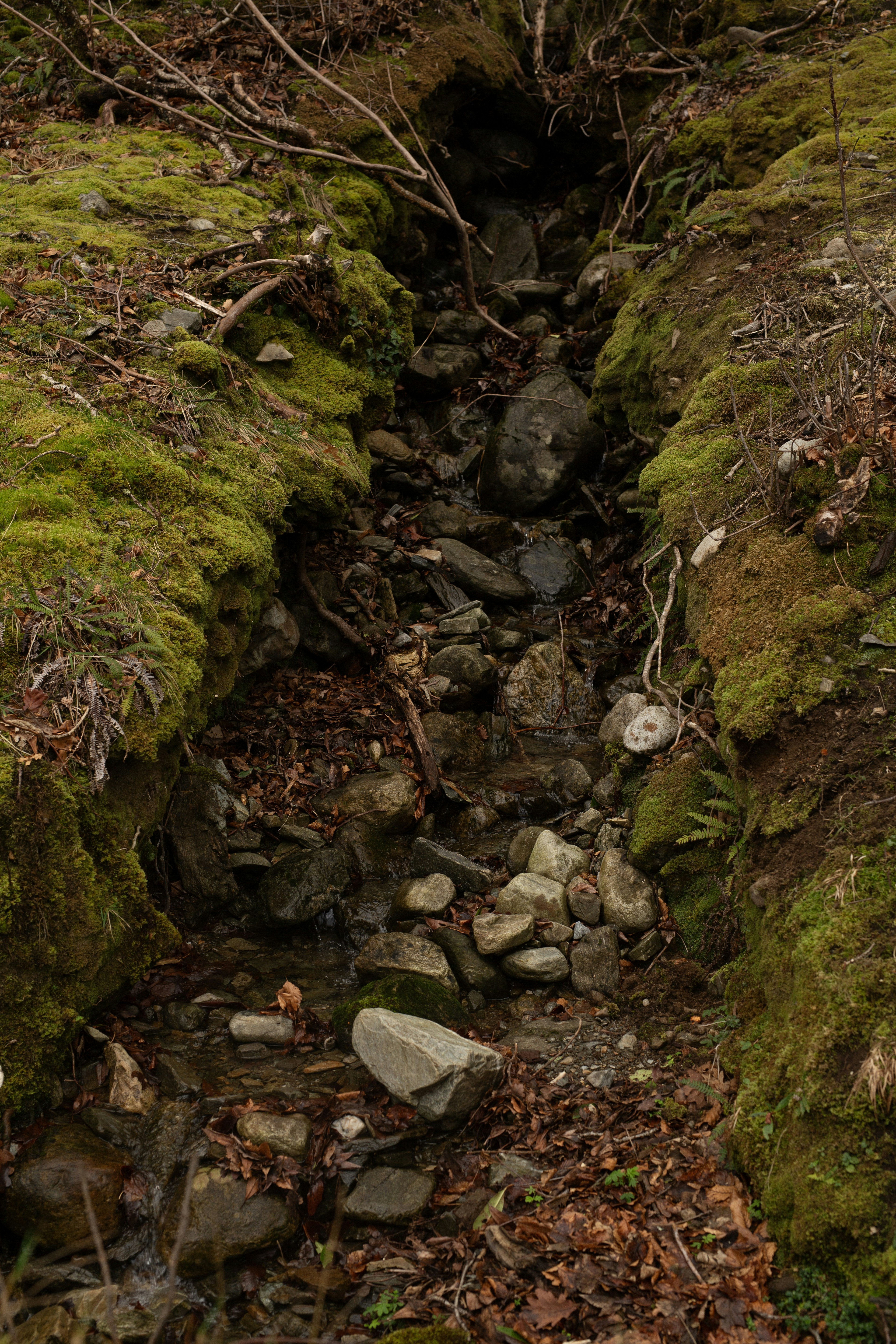  Moss-clad passage of stones and whispers