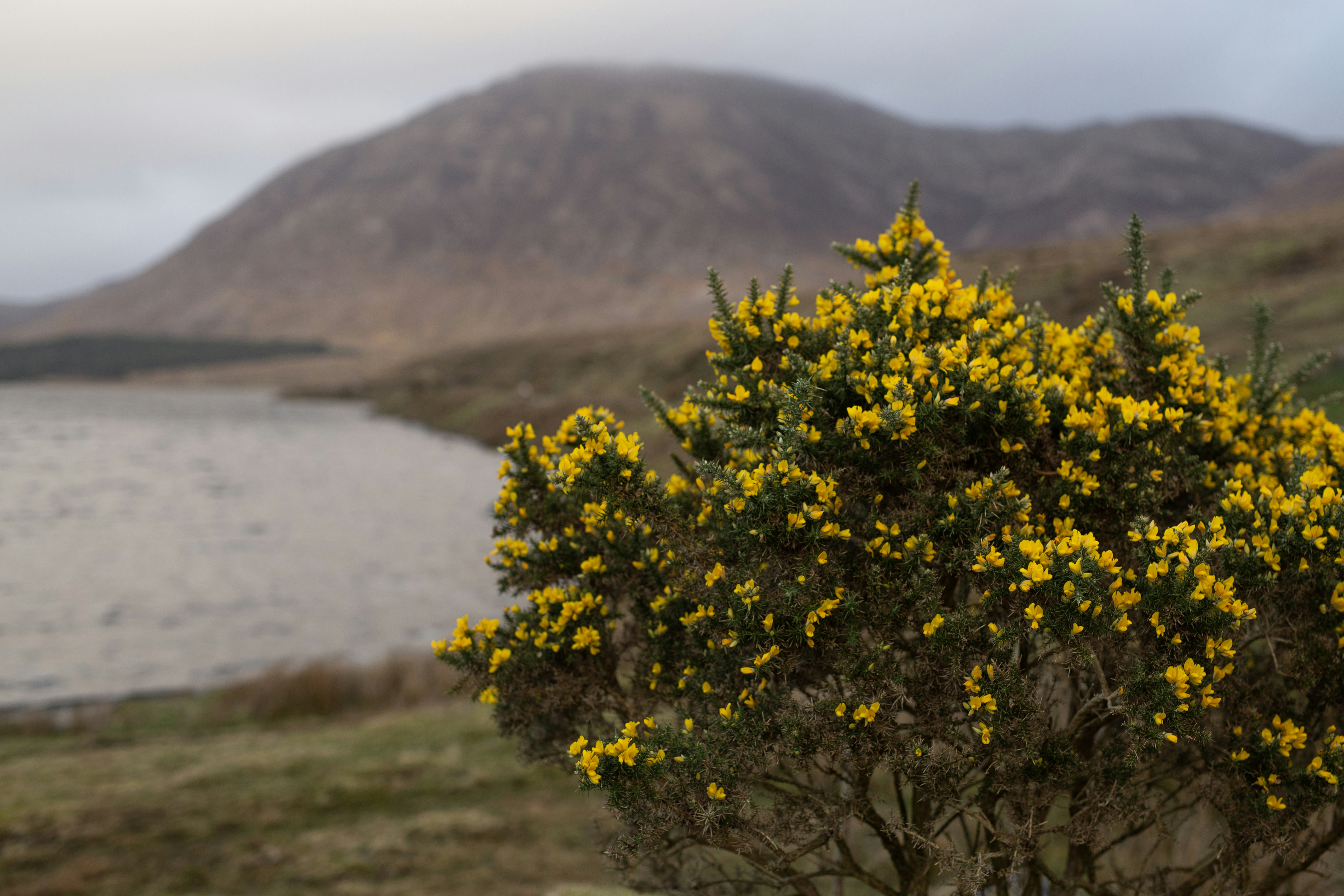 Yellow Heather in Focus: A Quiet Lakeside Glimpse