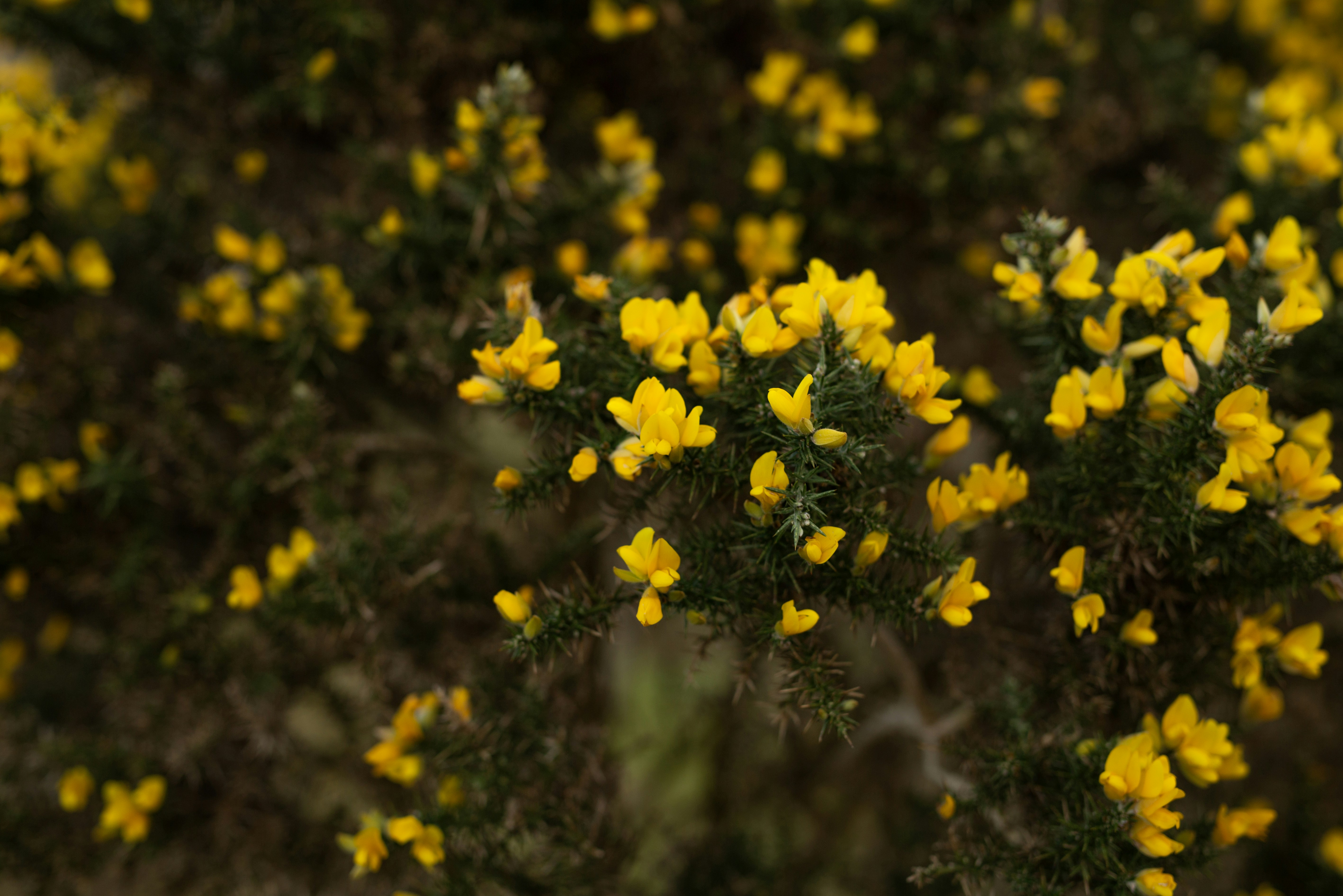 Sunlit Sage: A Margin of Yellow Blossoms