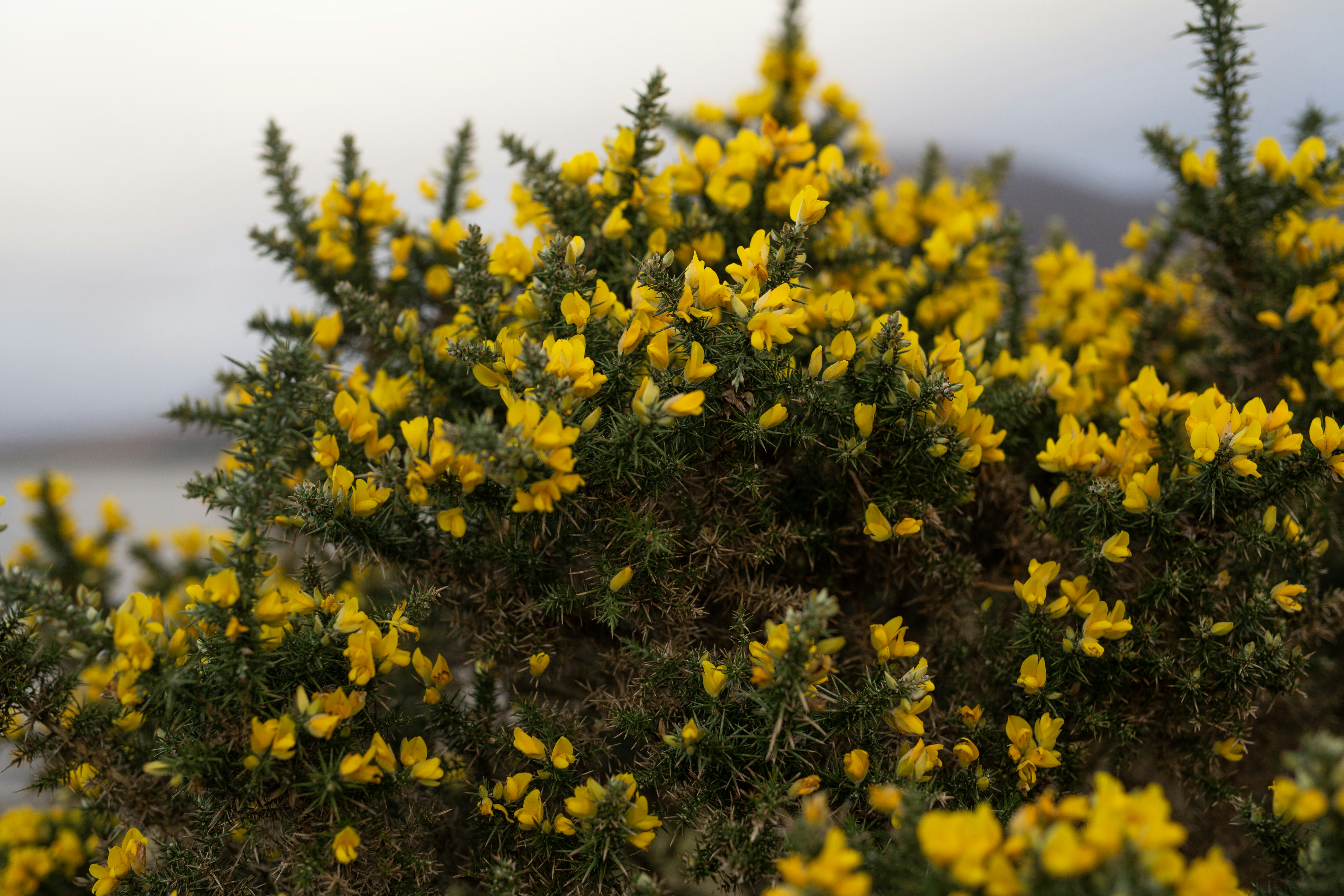 Golden Flora in Soft Focus: A Close-Up of Coastal Heather Blooms