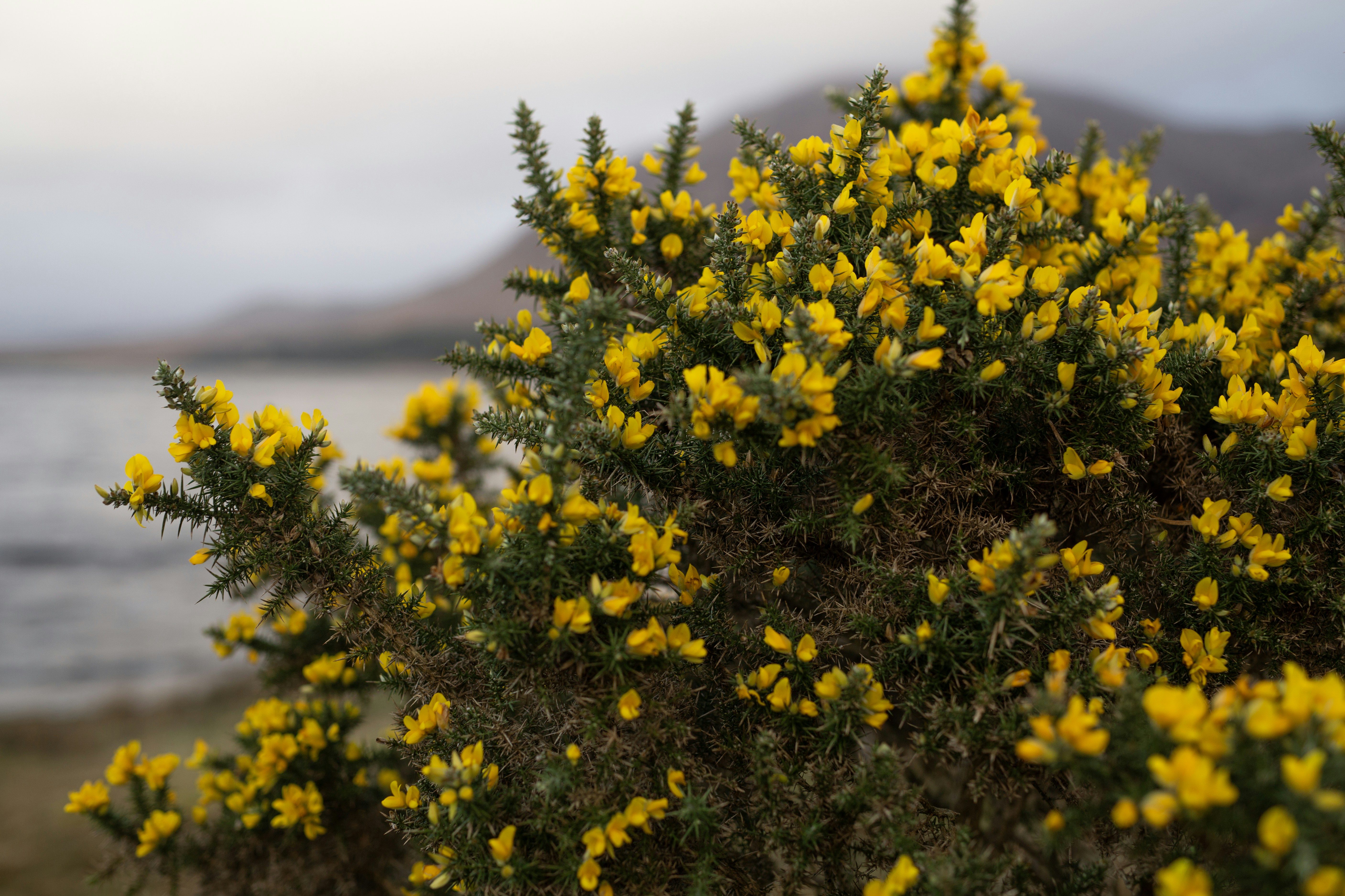 Sunlit Heather in a Sea of Yellow Blooms by the Coast