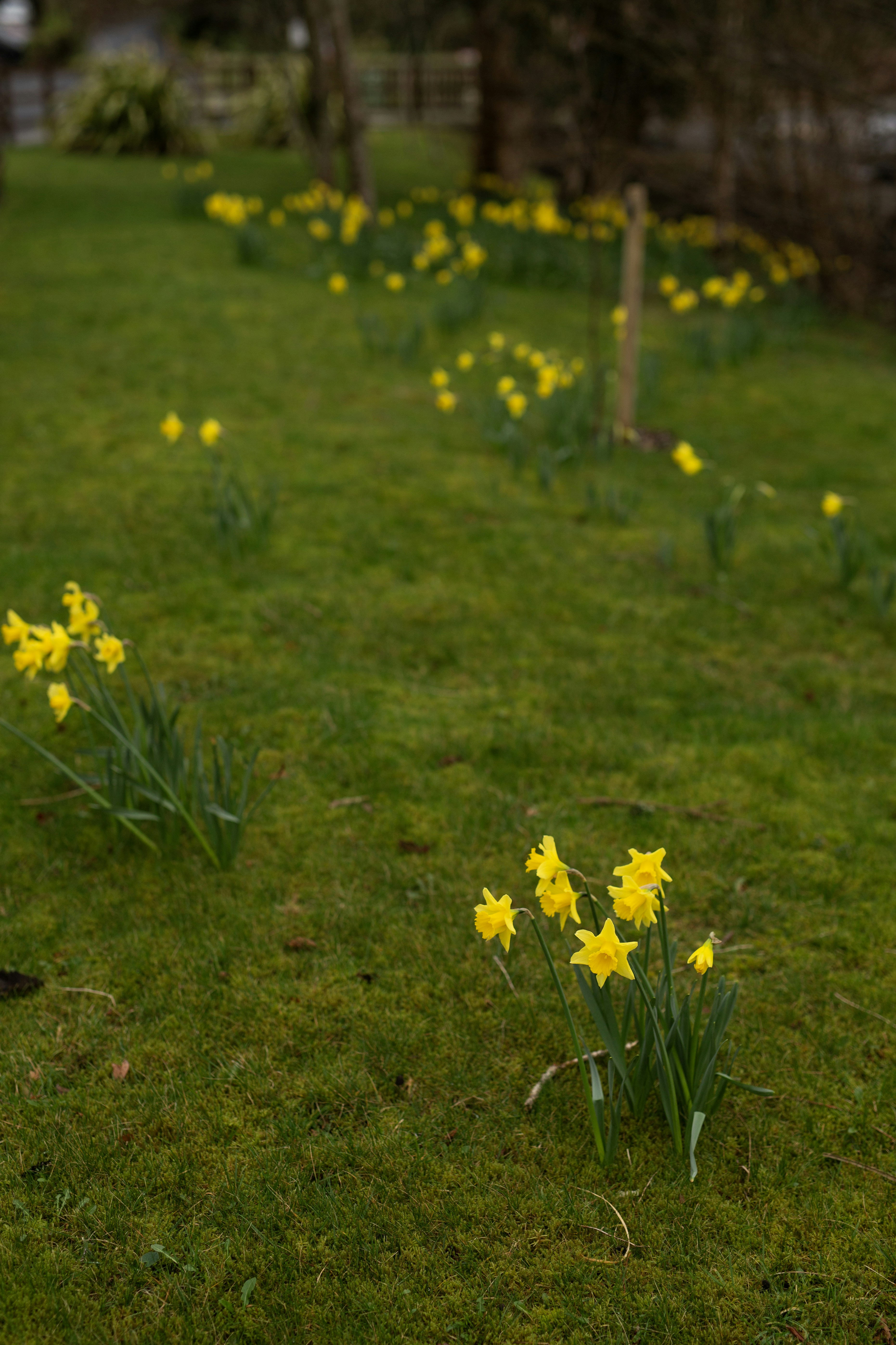 Line of Yellow Narcissus Stretching into a Quiet Garden