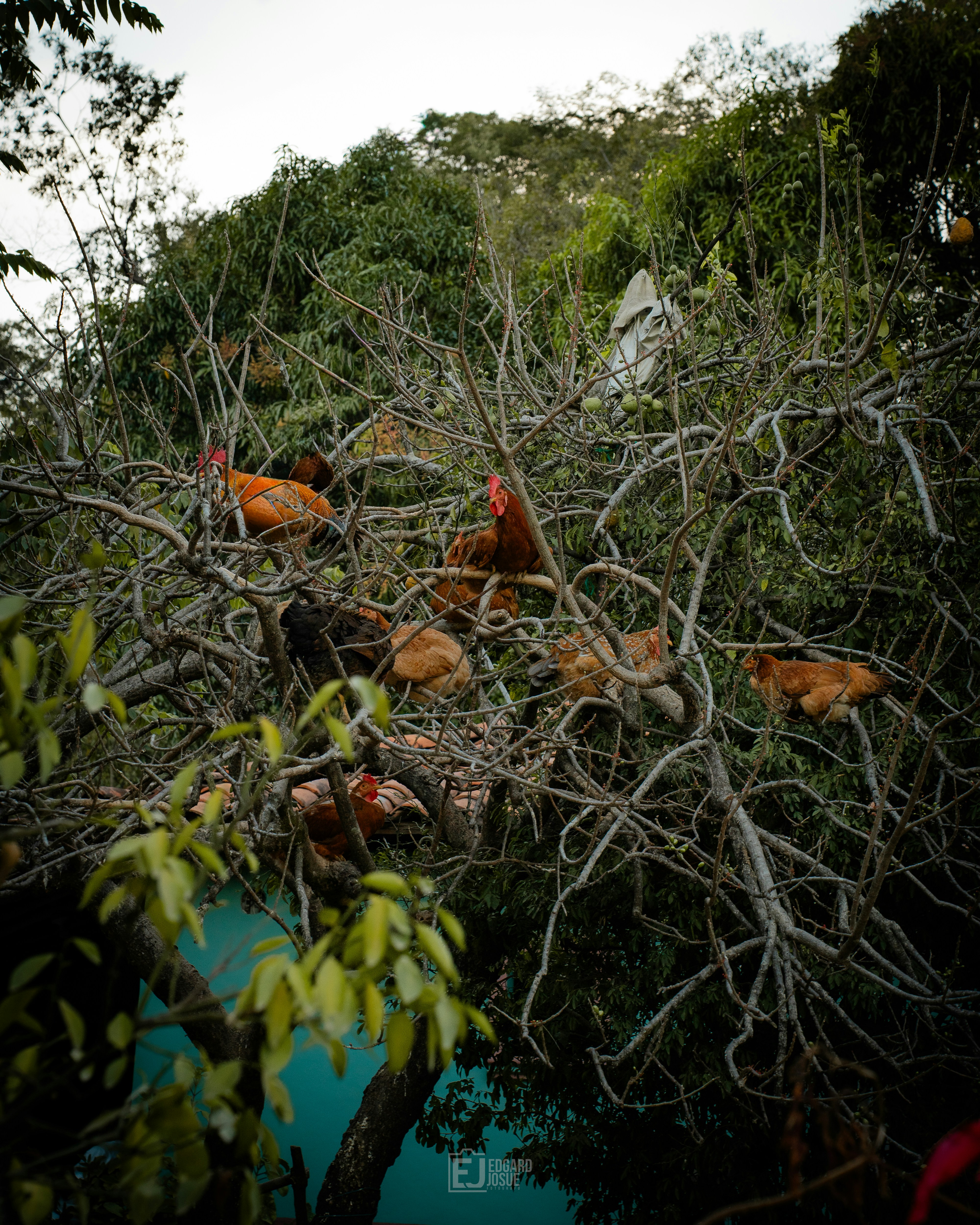 Nest of Roosters Among Gnarled Branches and a Hidden Pool