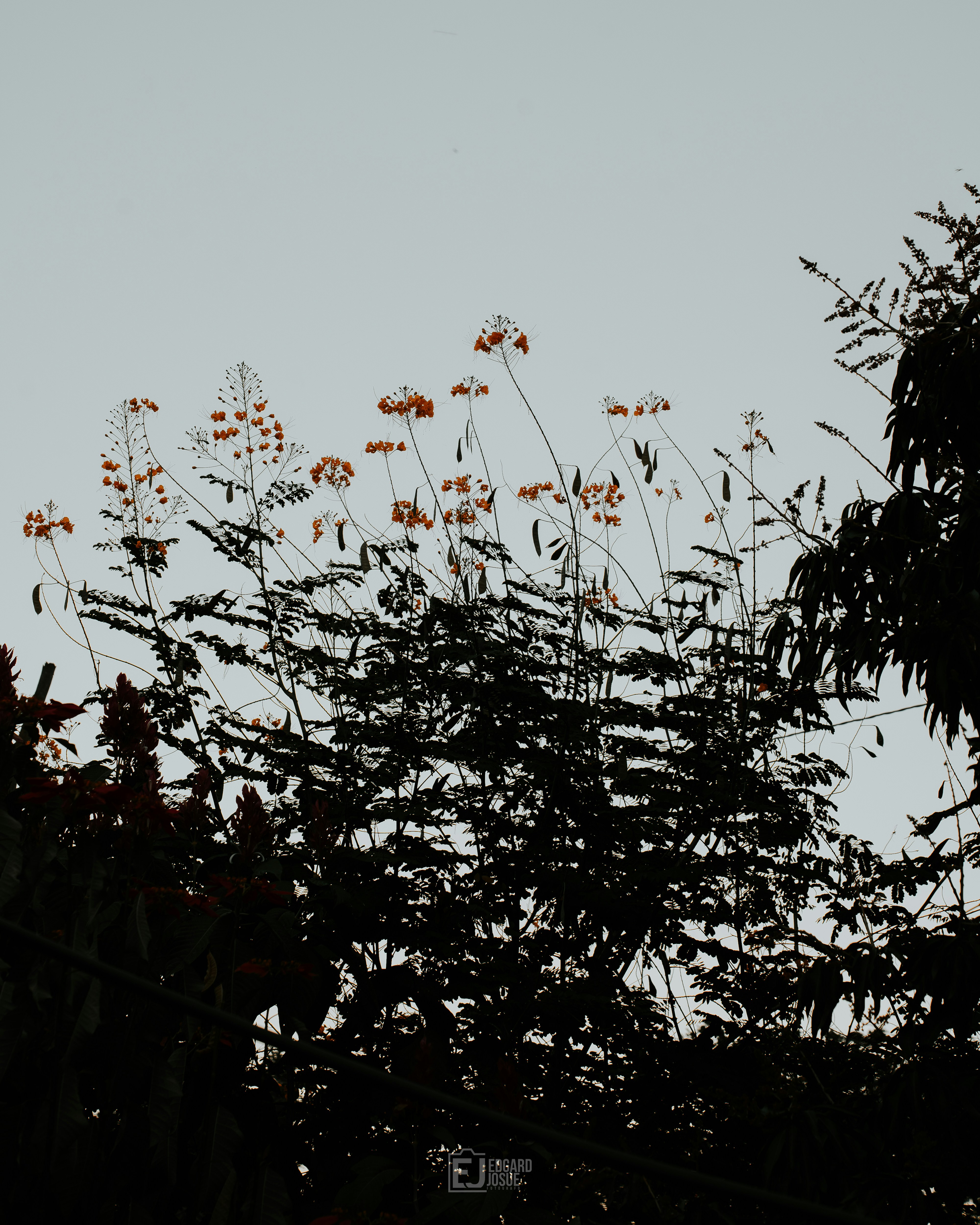 Silhouette Summit: Evening Sky behind Foamy Foliage