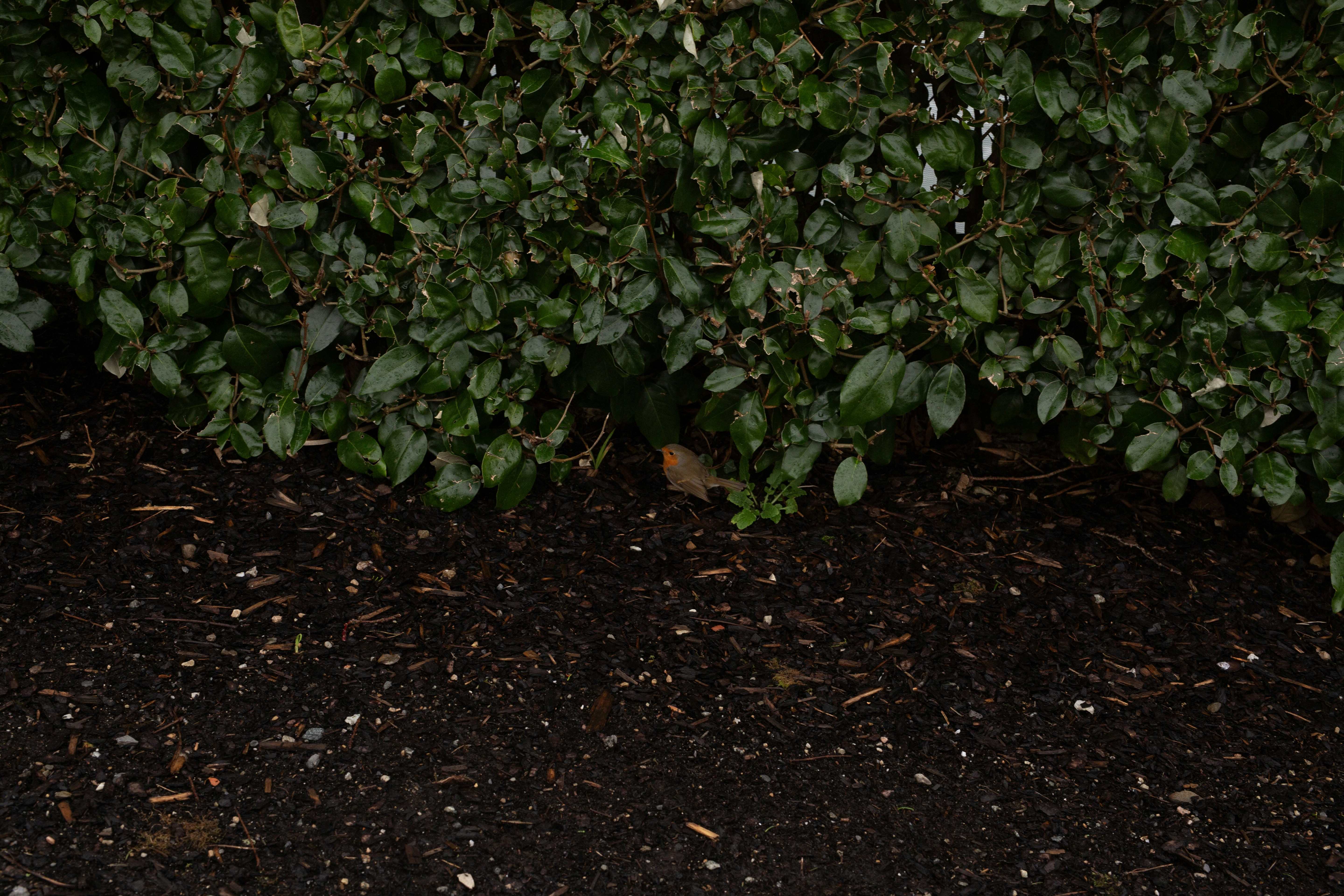 Grounded Edge: Dark Soil meet Emerald Hedge