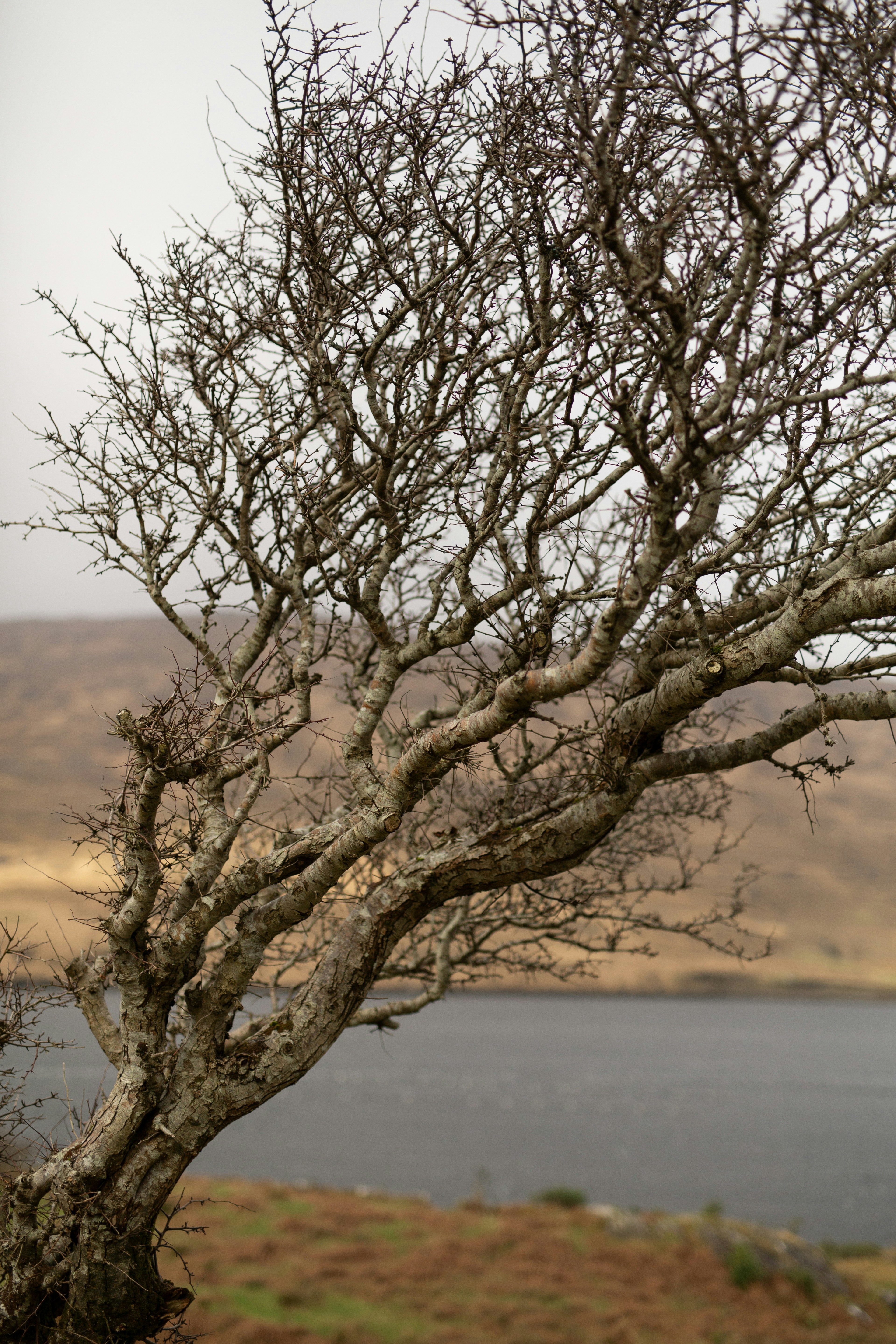 Leafless Tree Arcing Over a Quiet Coastal Basin