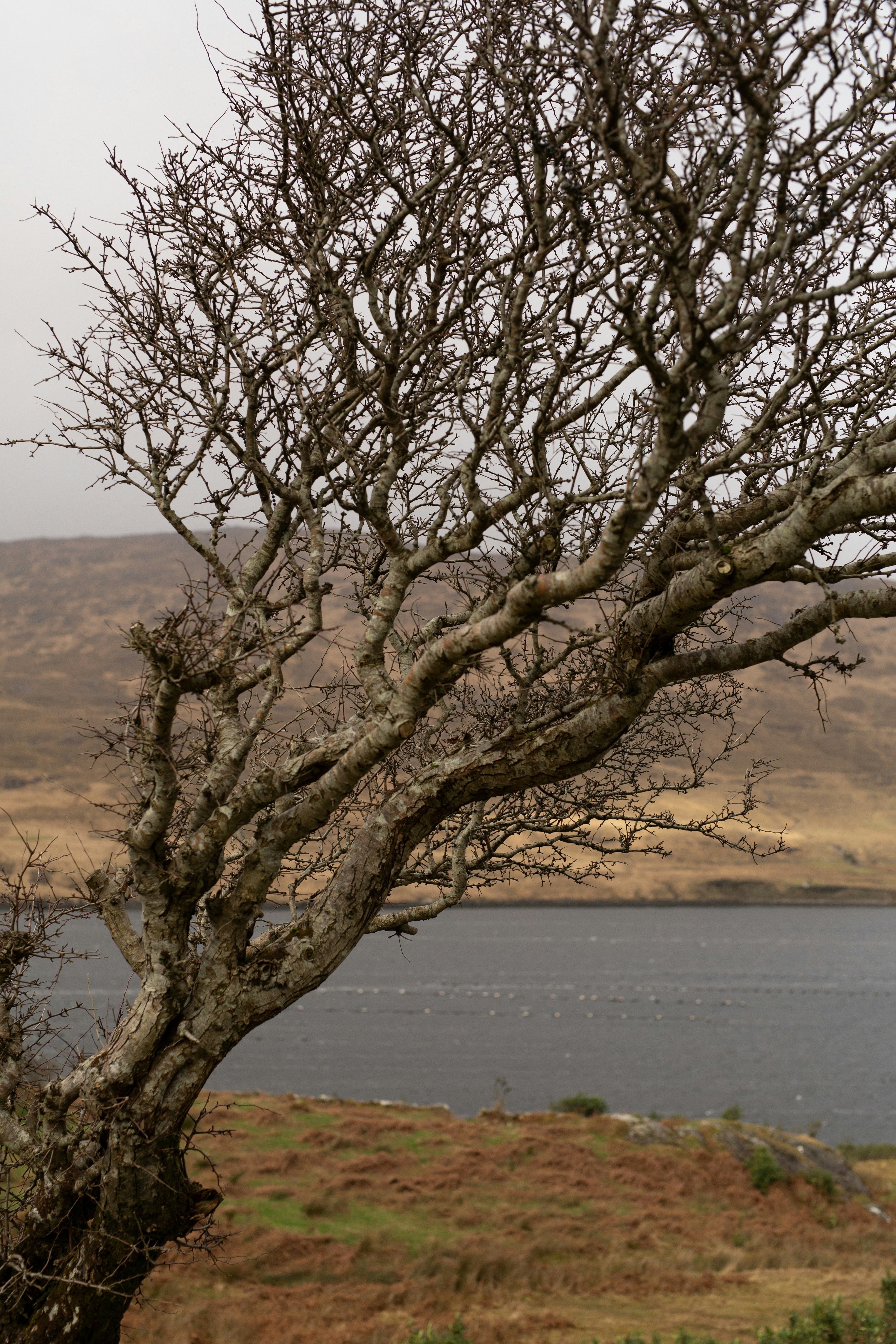 Gnarled Branches by the Quiet Lake