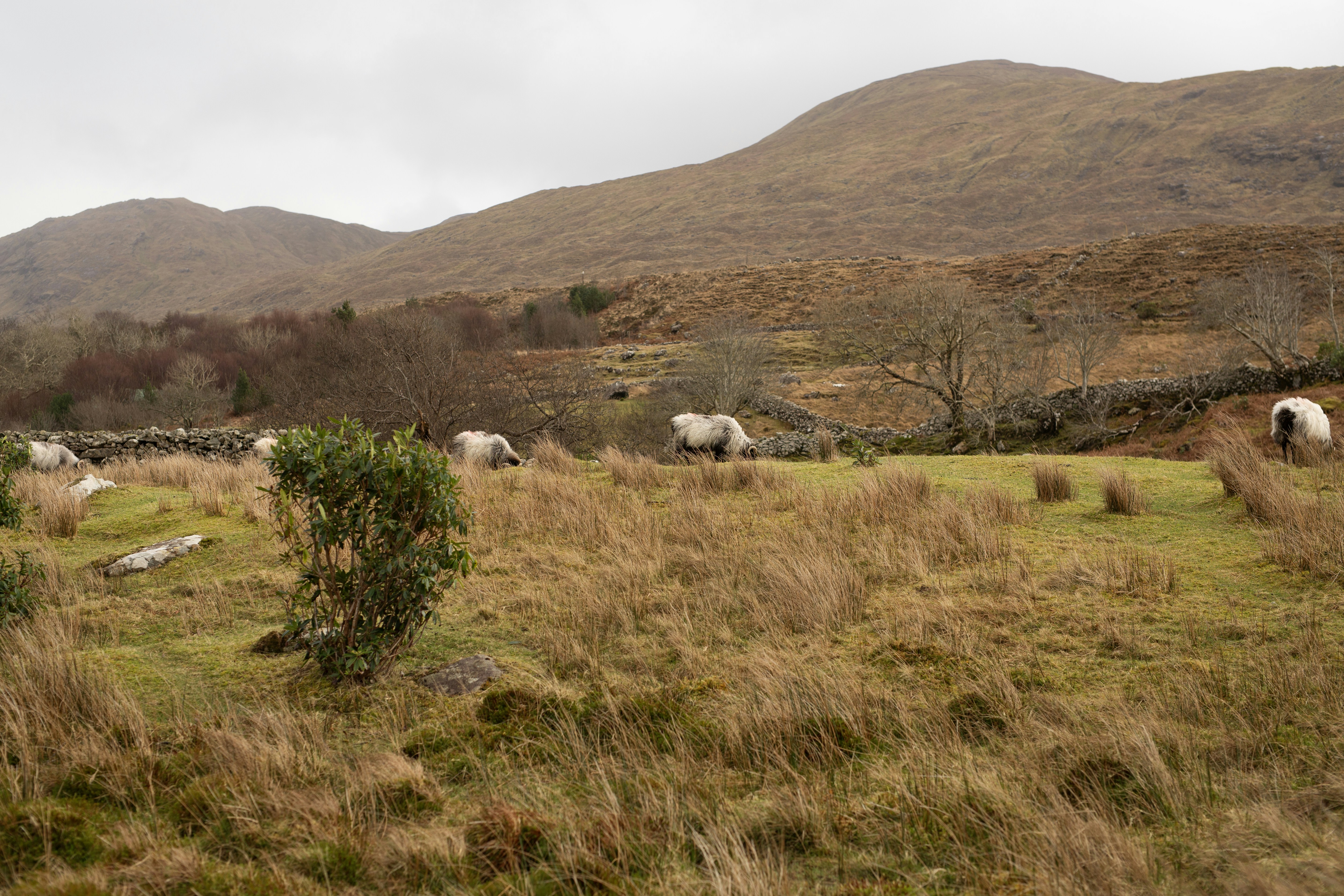 Pastoral Herd and Rolling Hills Under Soft Skies