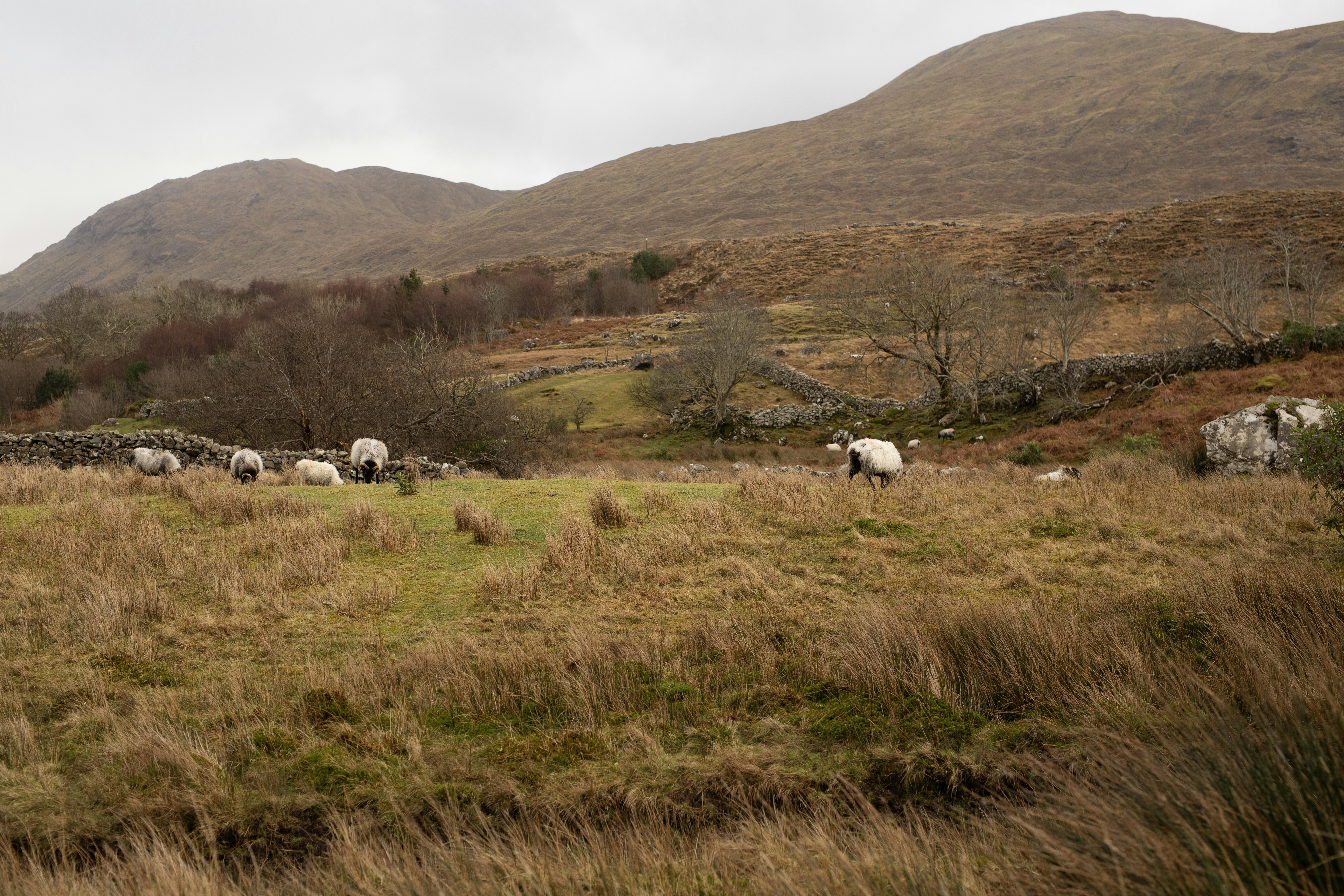 Sheep Pasture Beneath Rugged Moorland