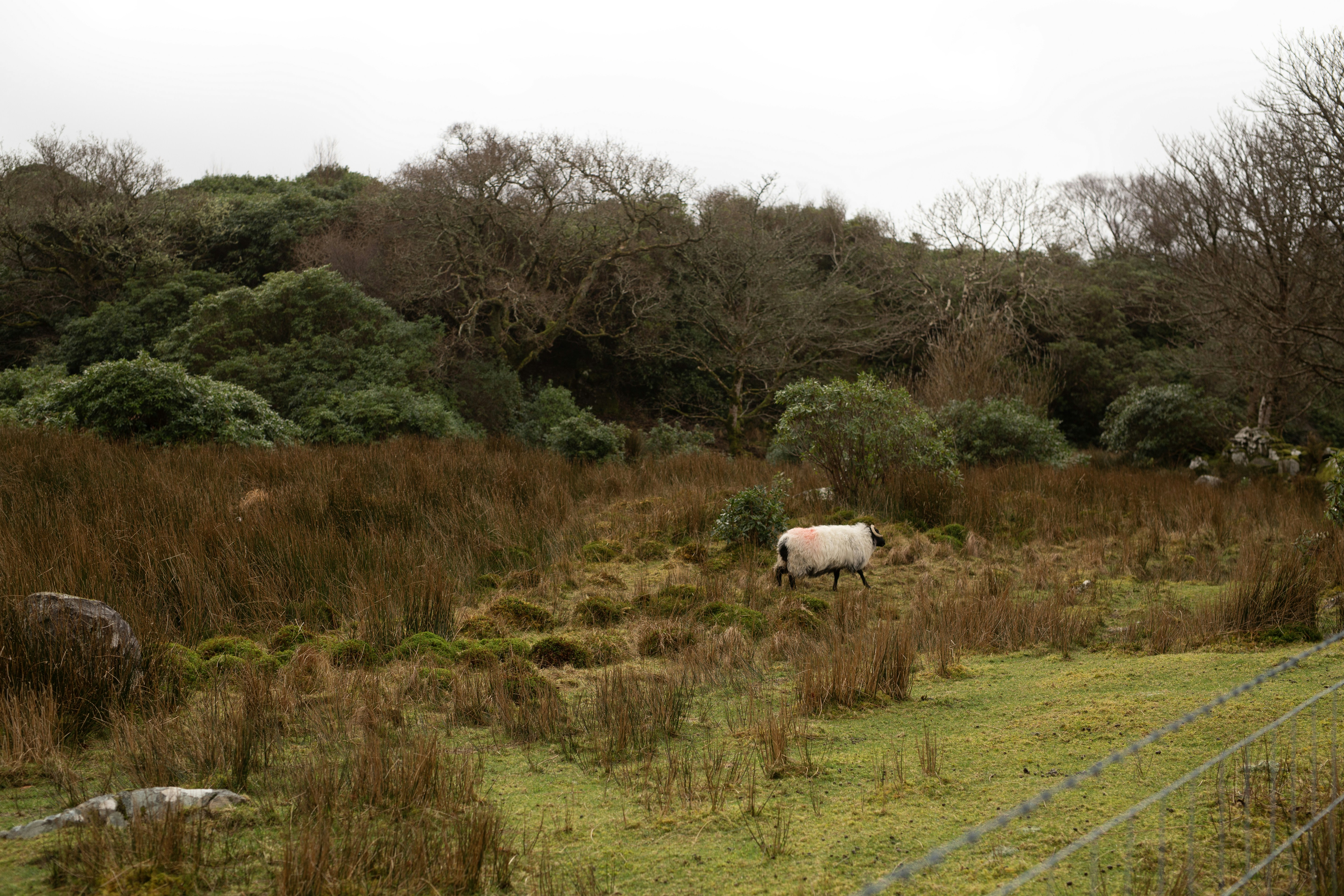 Pasture Sentinel: A lone sheep amid scrubland under a muted sky