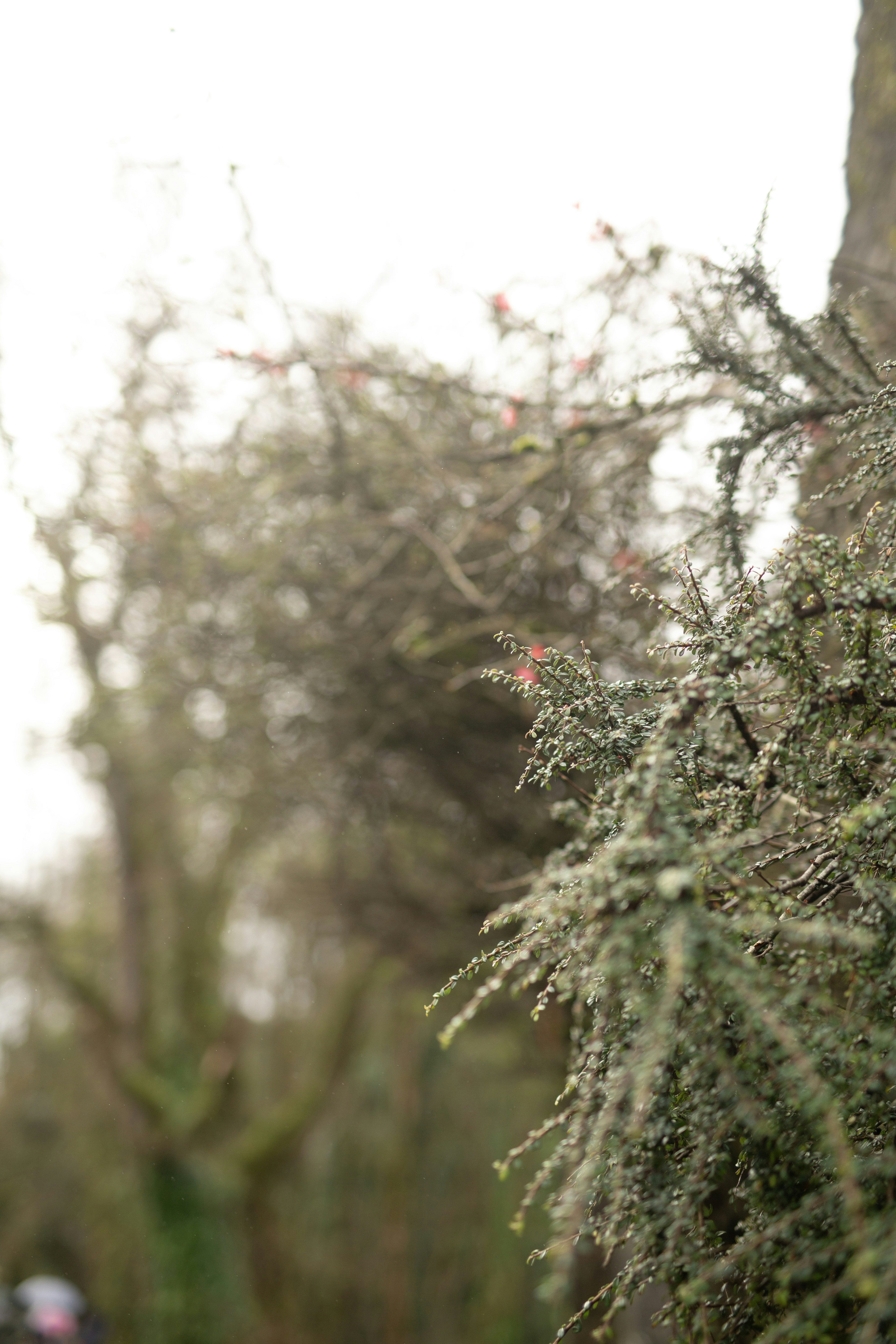 Dew-Kissed Winter Branches Reaching Toward Gray Morning Light