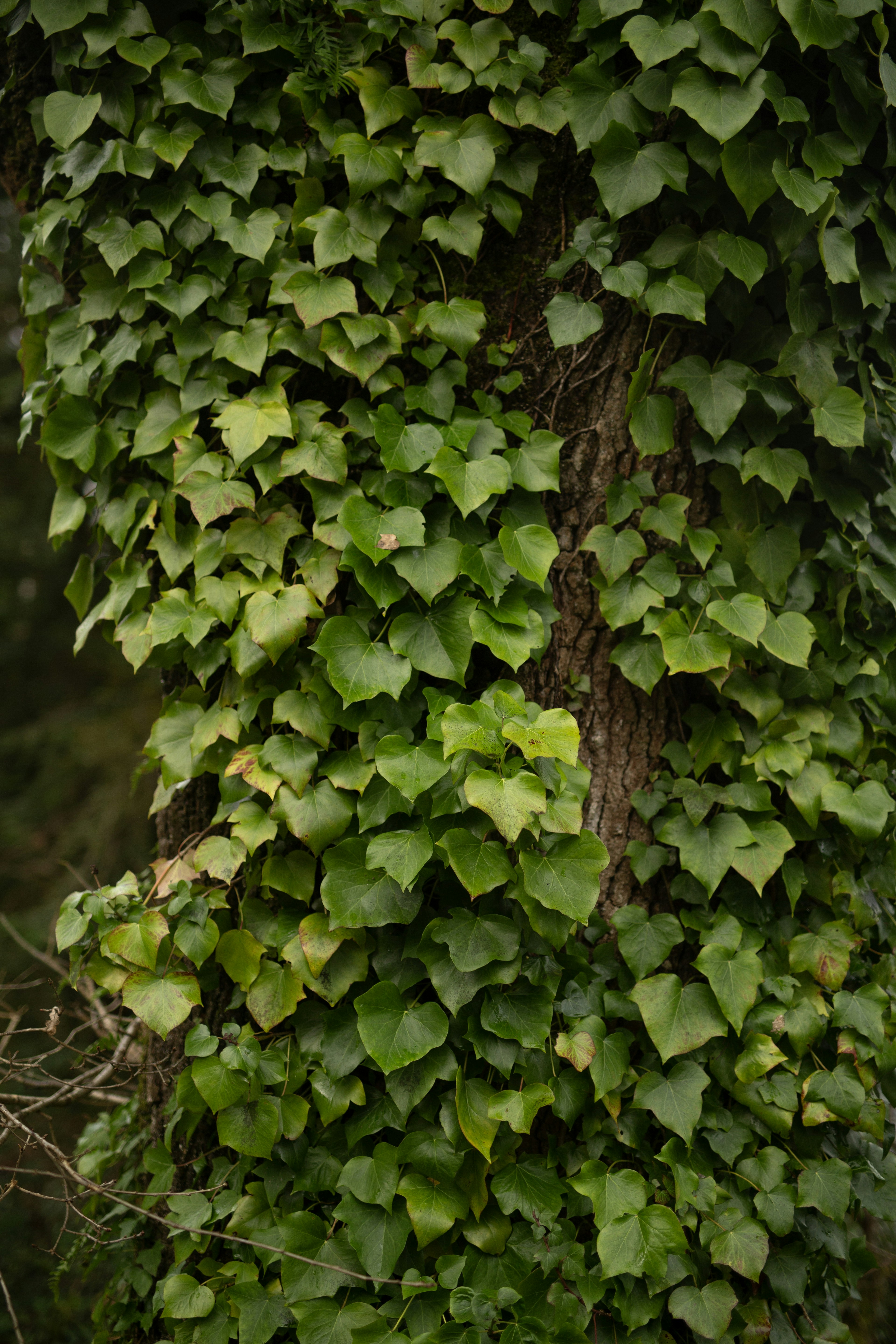 Ivy Cathedral: A Tree Trunk Cloaked in Green Veins