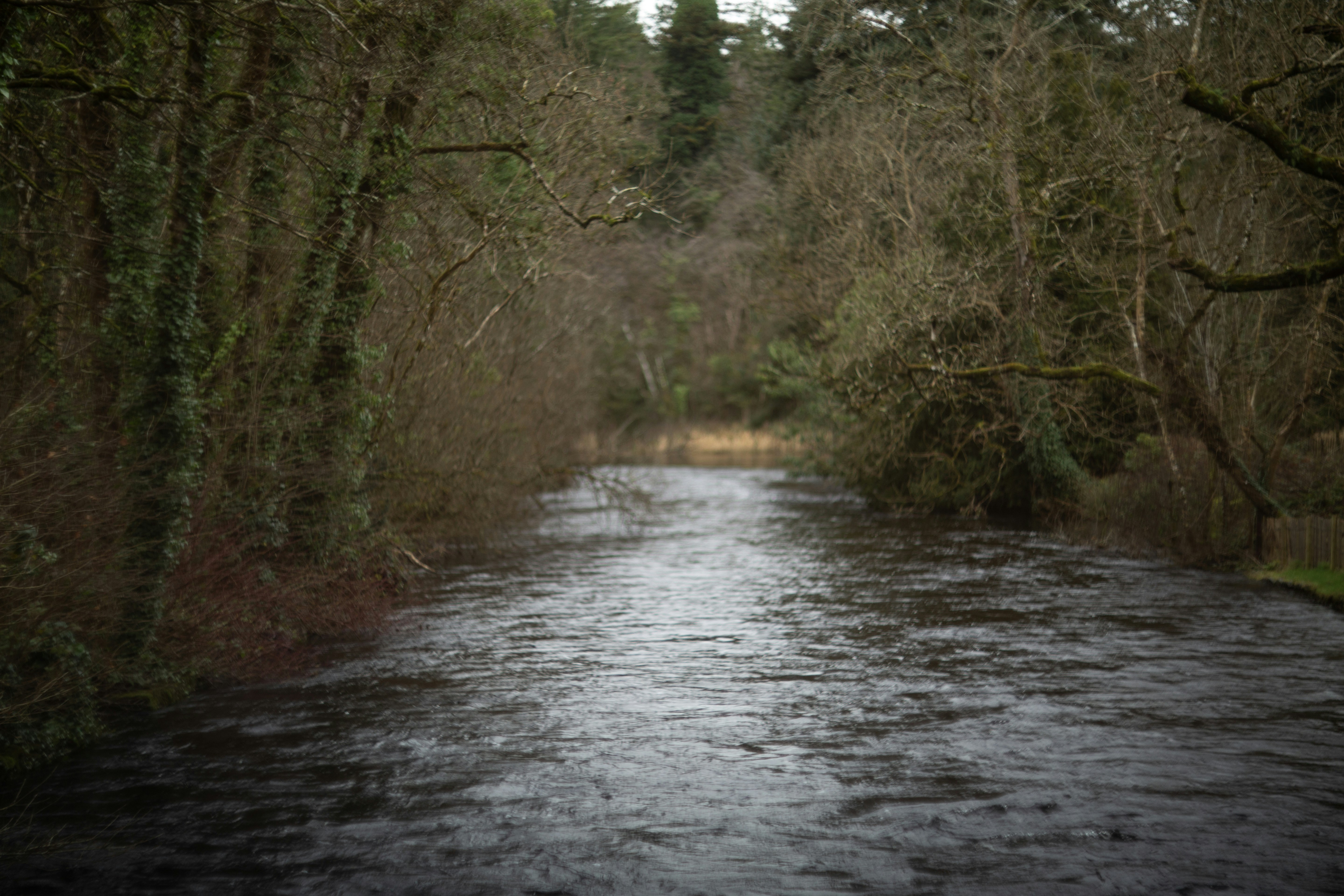 A dark, narrow river flows through a bare forest. photo – Free Forest ...