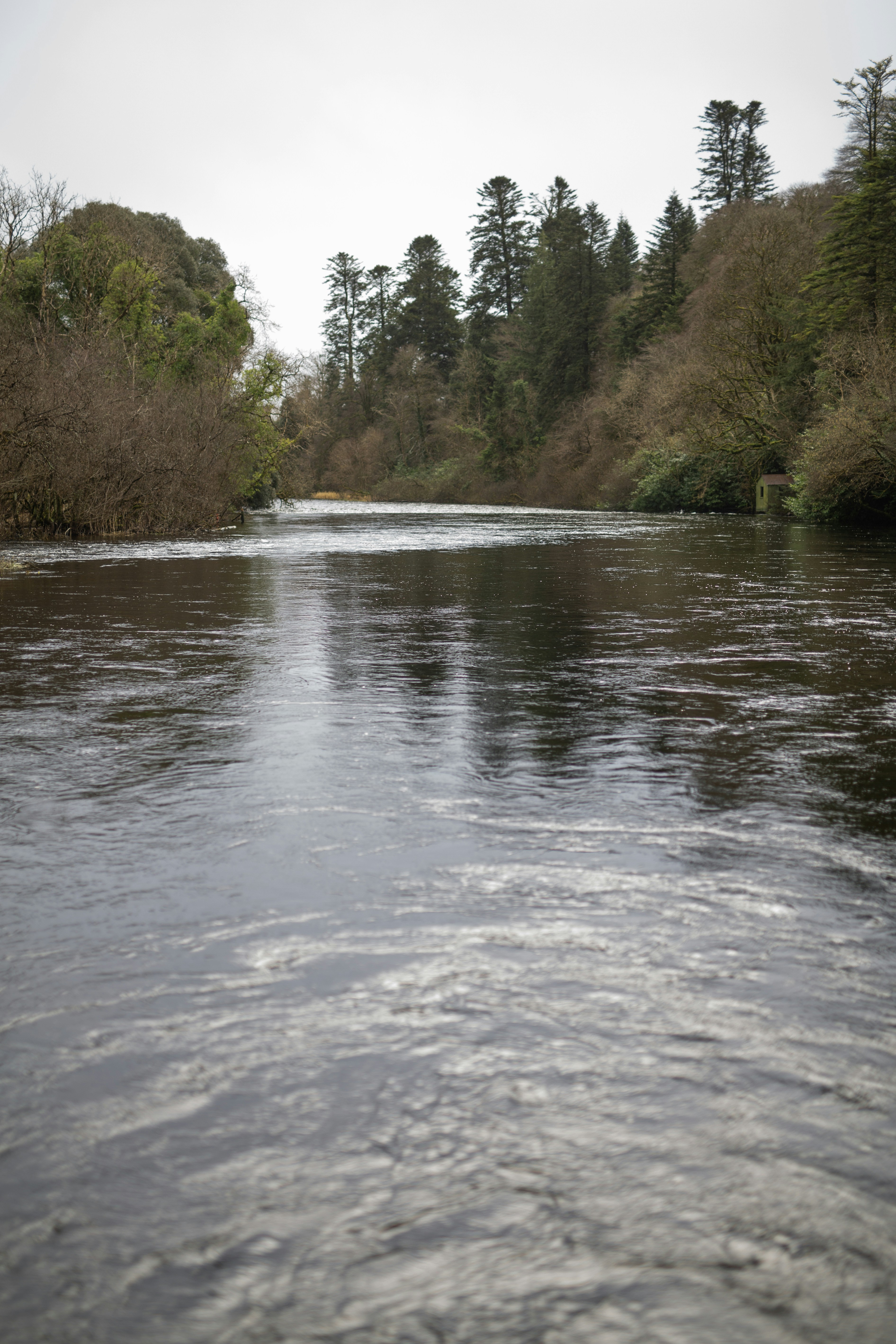 River Passage Through a Quiet Canopy