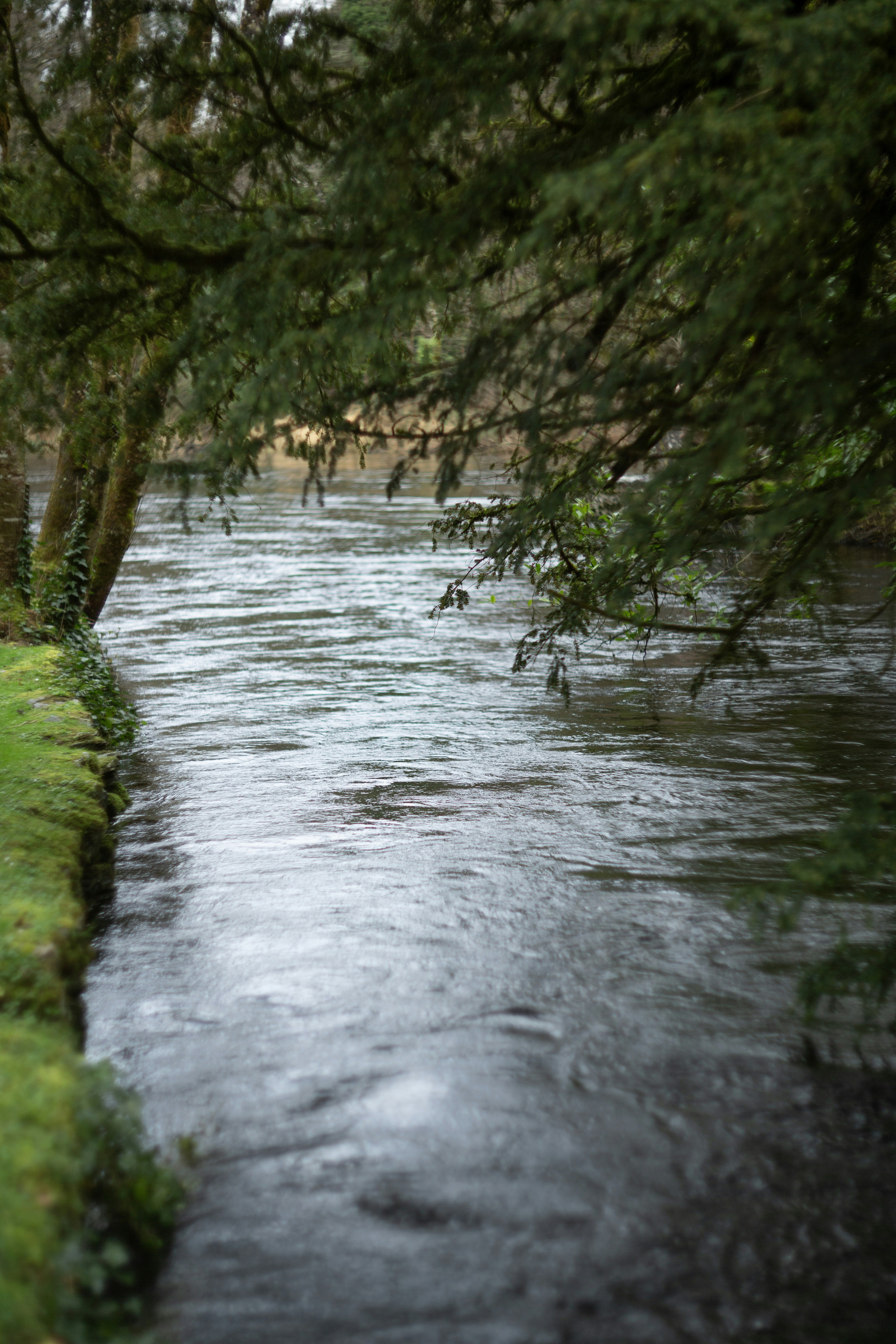 Riverbend Corridor: Mossy Wall and Weeping Branches