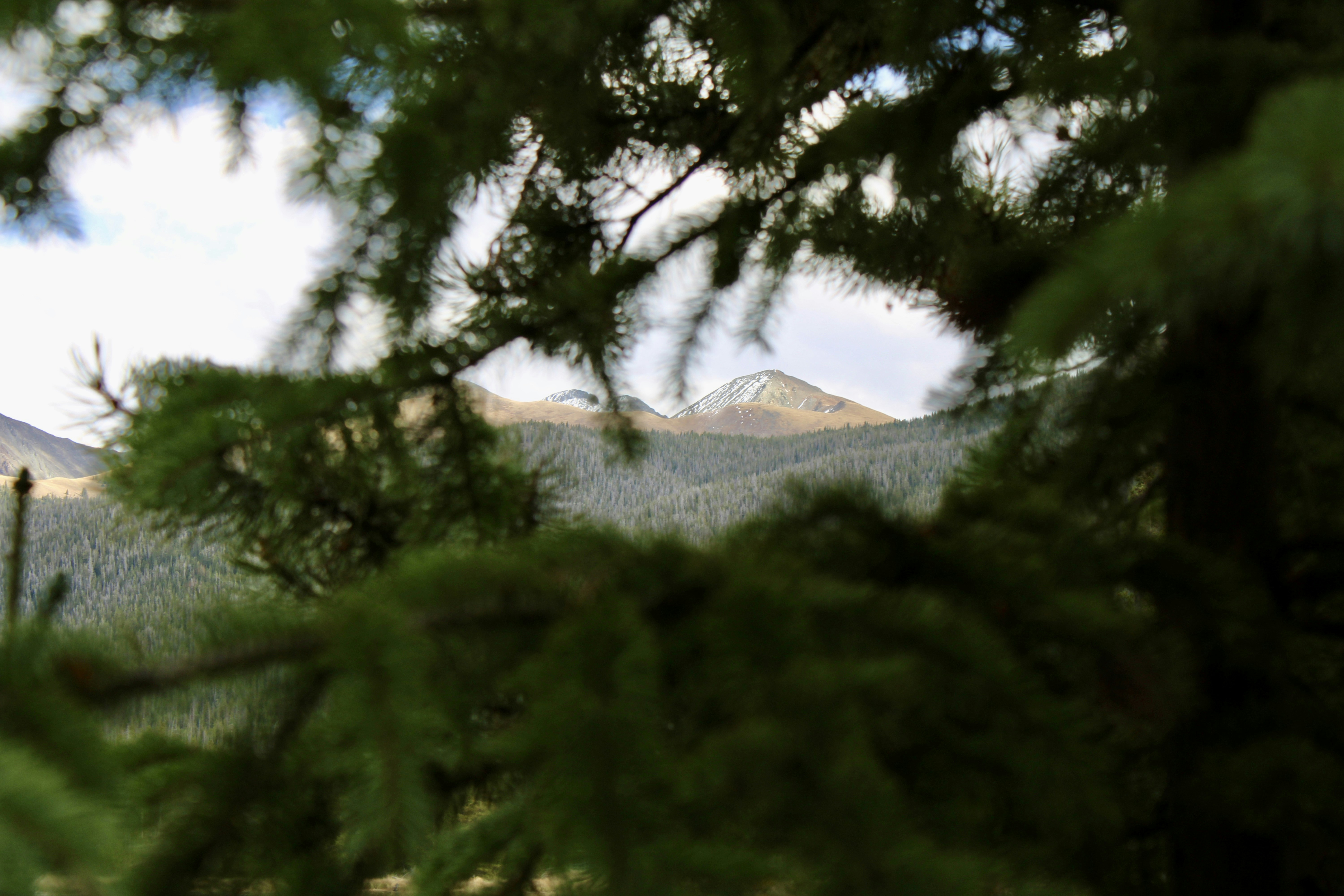 Mountain Ridge Peeking Through Framed Pines