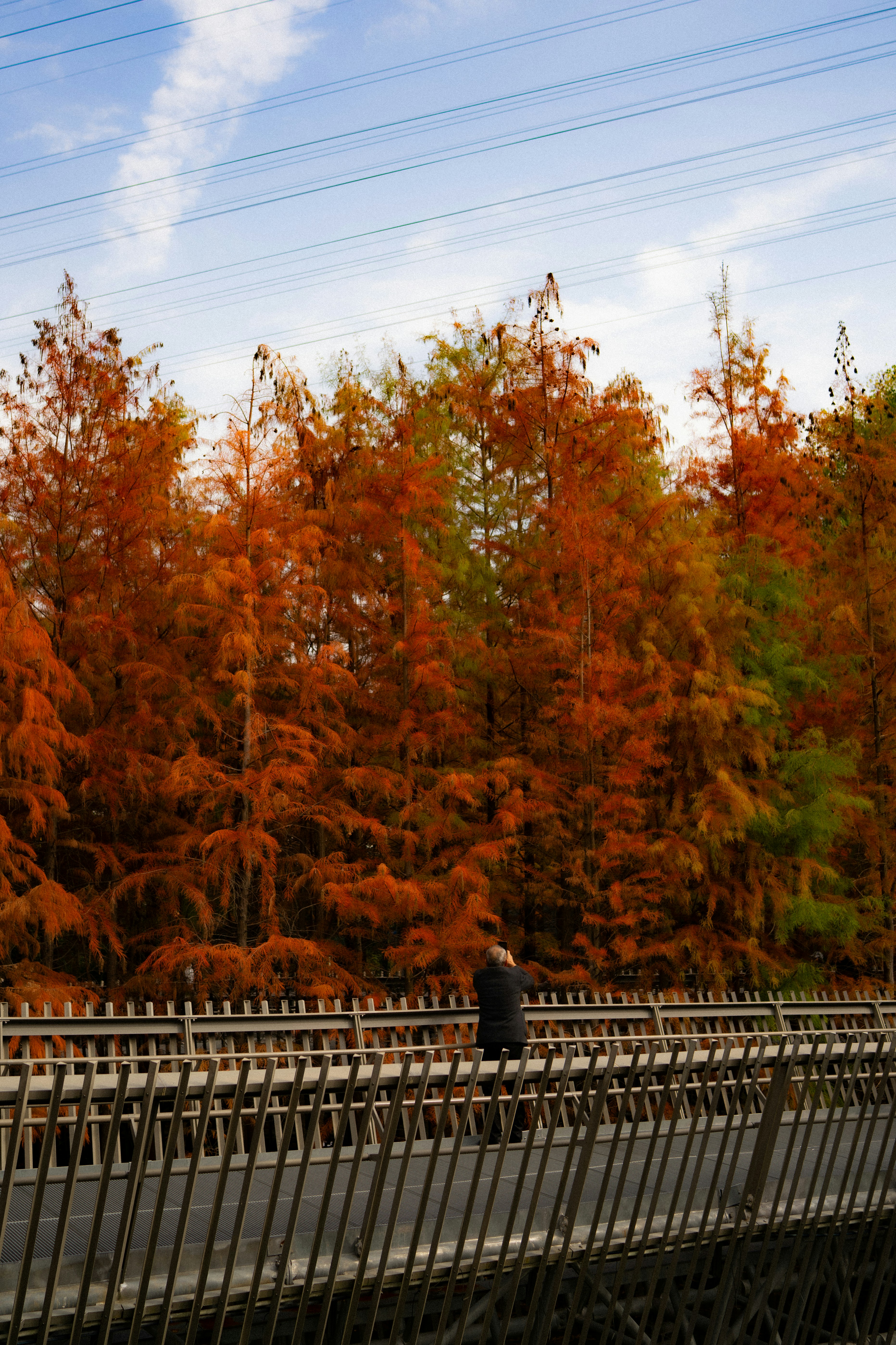 Autumn rail: a lone observer among blazing trees