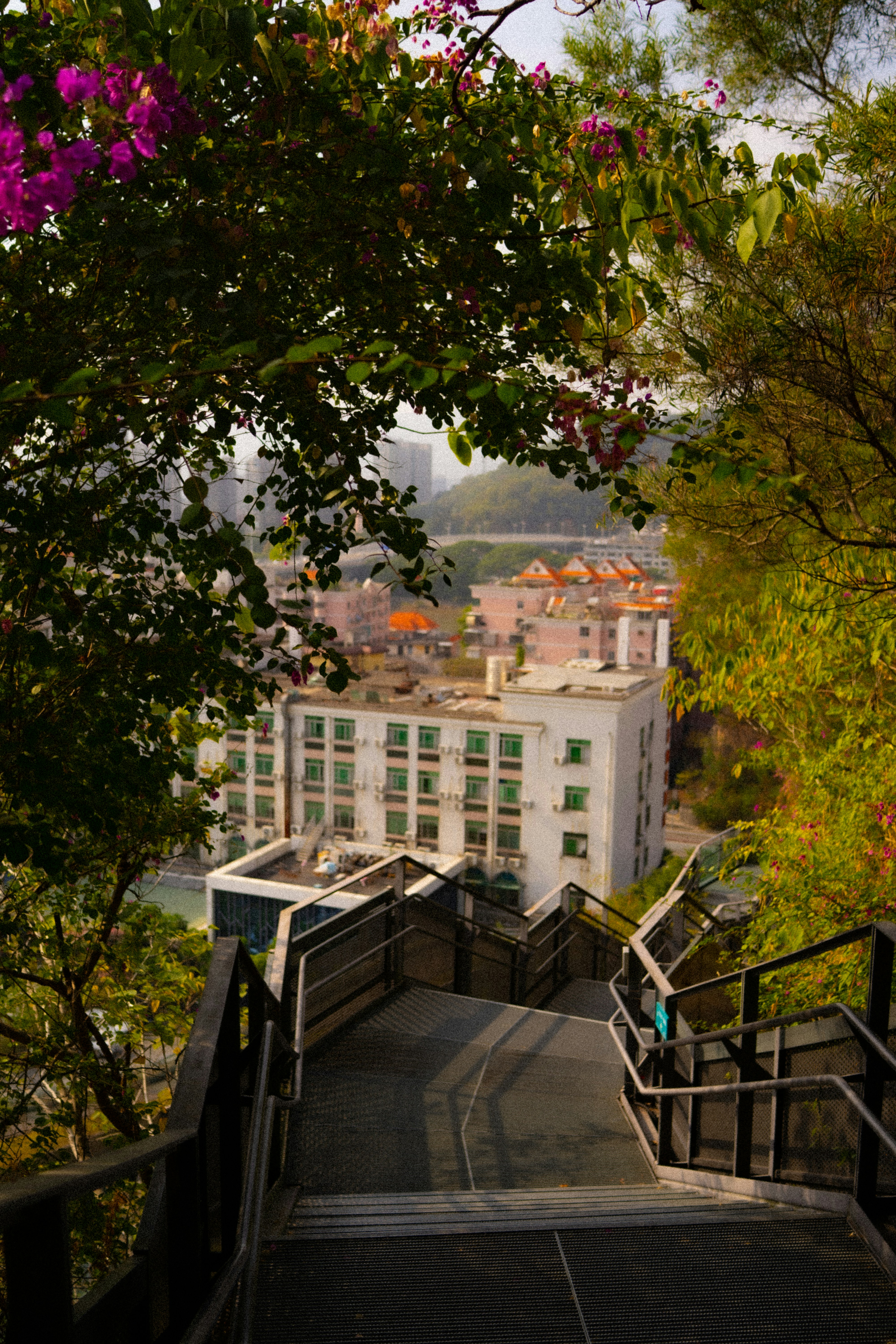 Descending to the City: A Stairway Through Green Canopy