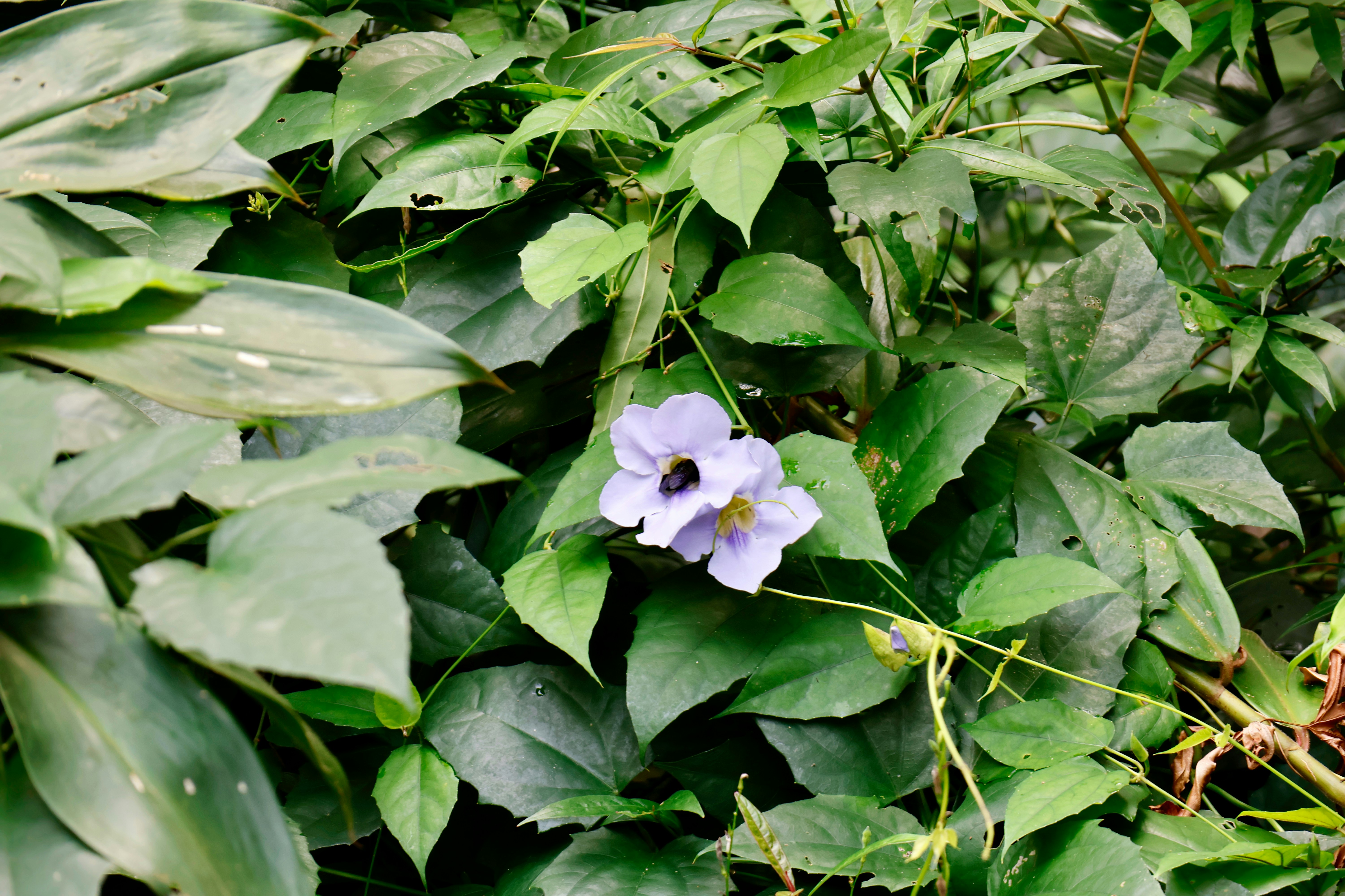 Violet blooms peeking through emerald vines