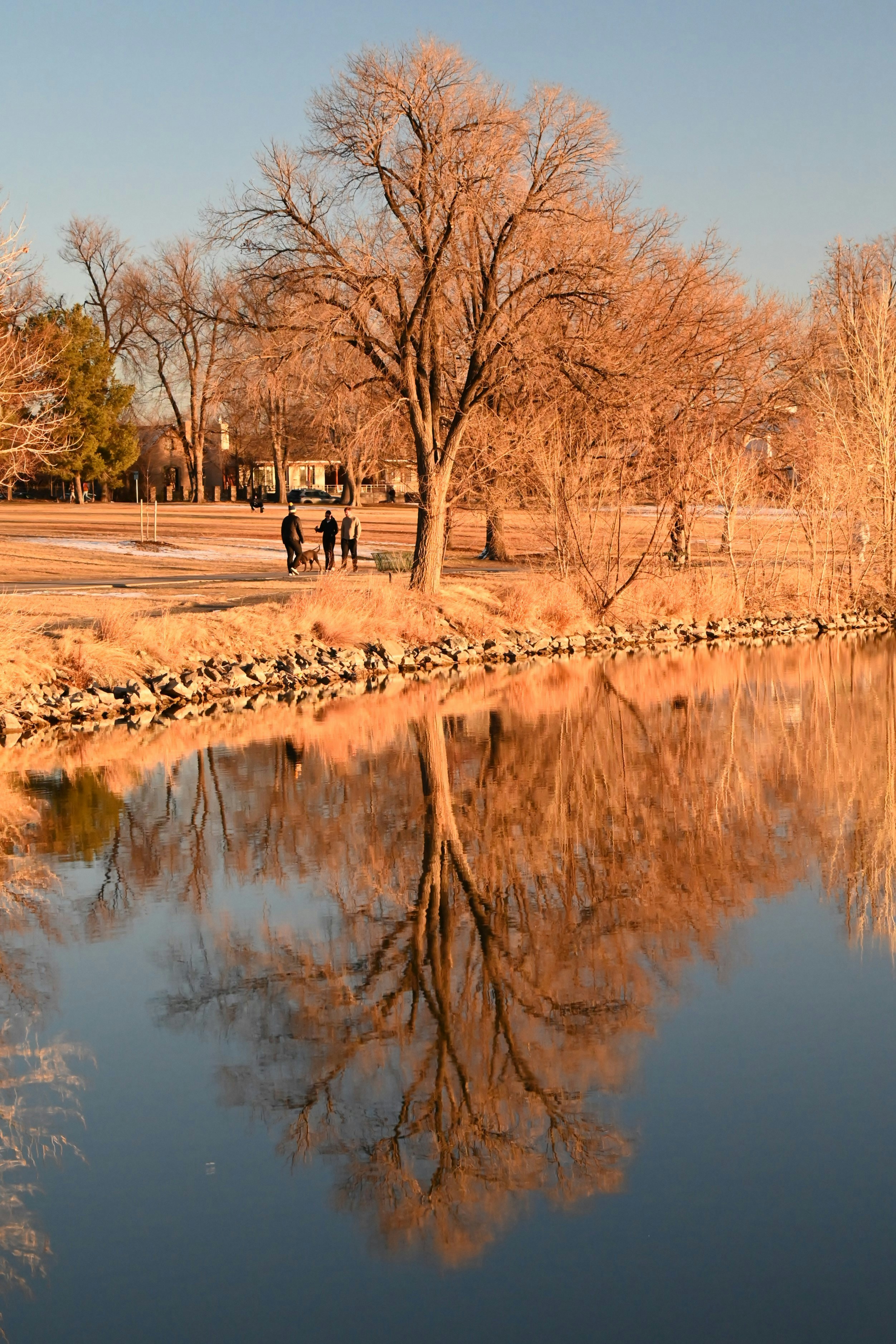 Sunlit trees and their lake-side reflection in late autumn light