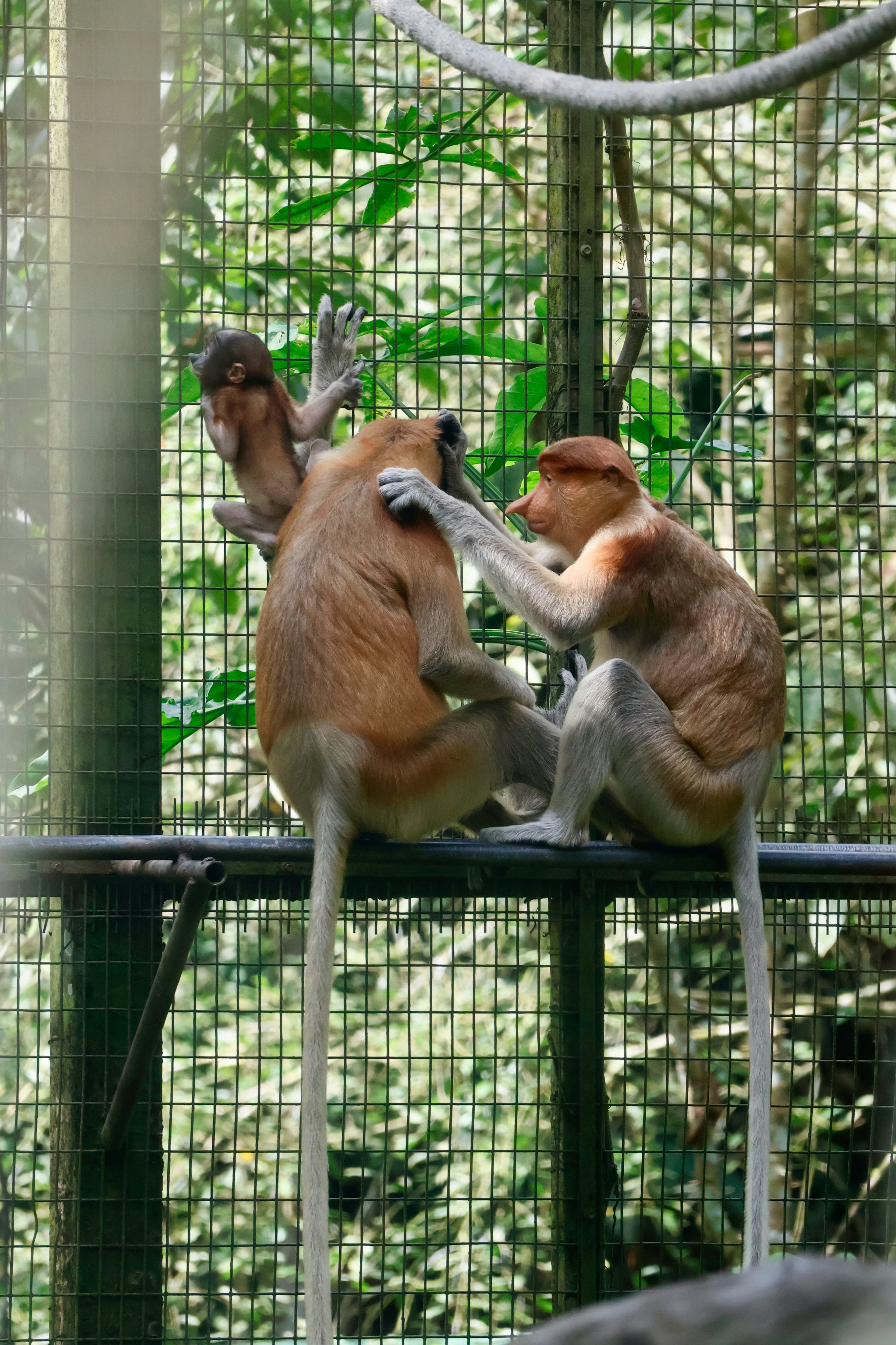 Two Nasal Primate Entanglement: A Quiet Moment on the Cage Bar