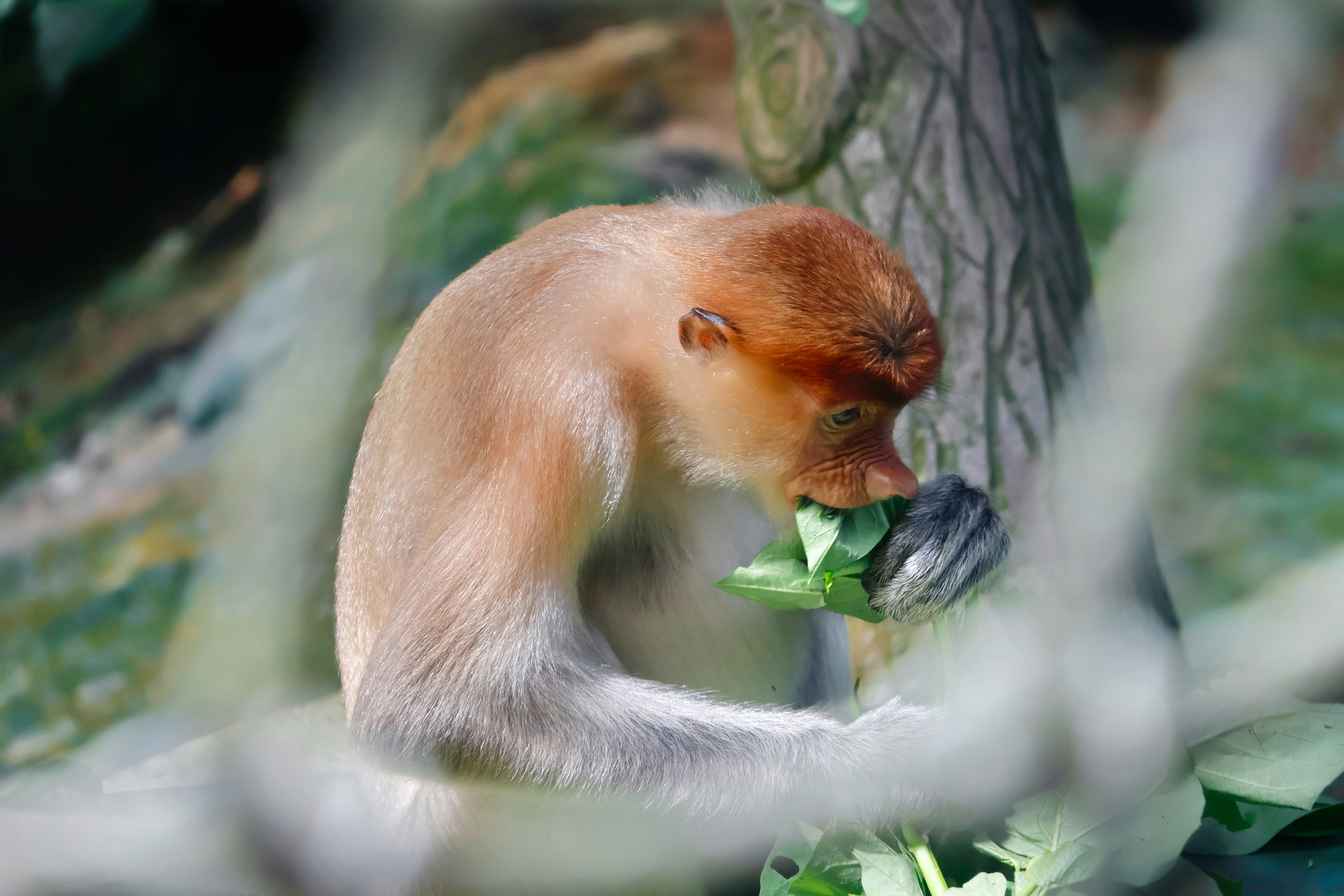 Leaf-chewing Sighs: A Dusky Leaf-Monkey In a Quiet Canopy