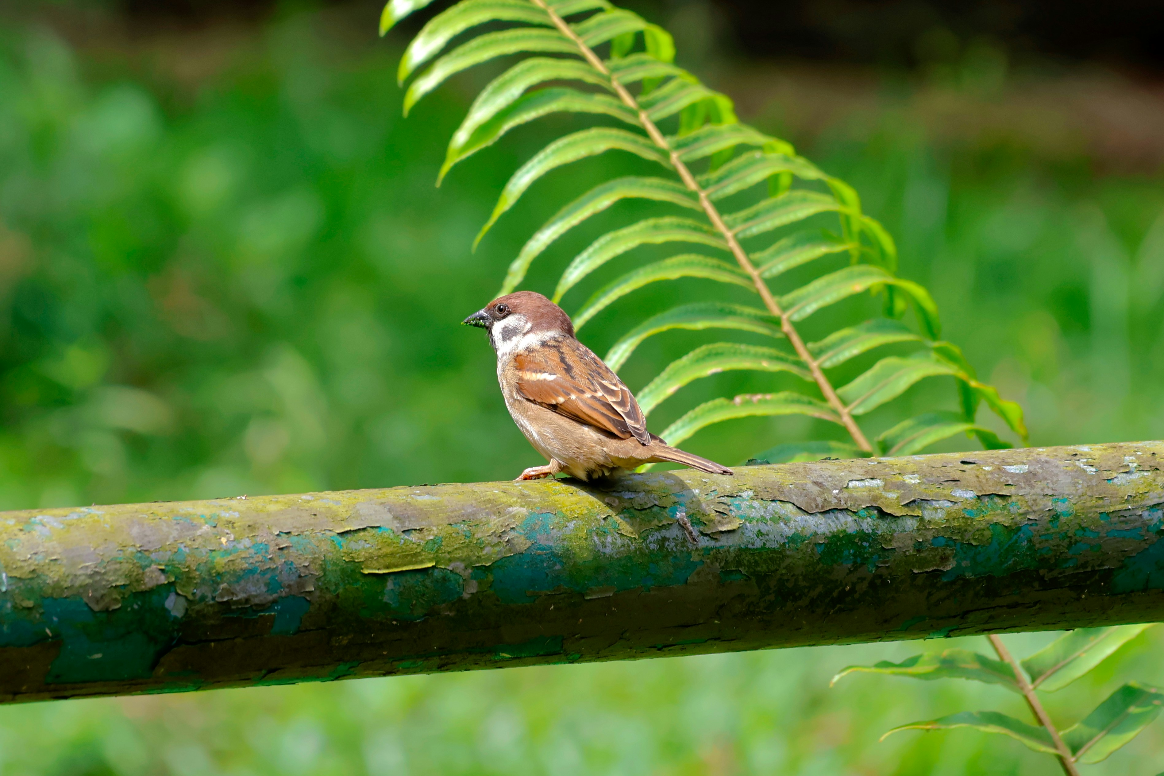 Tiny Brown Bird on Mossy Rail with Fern Backdrop