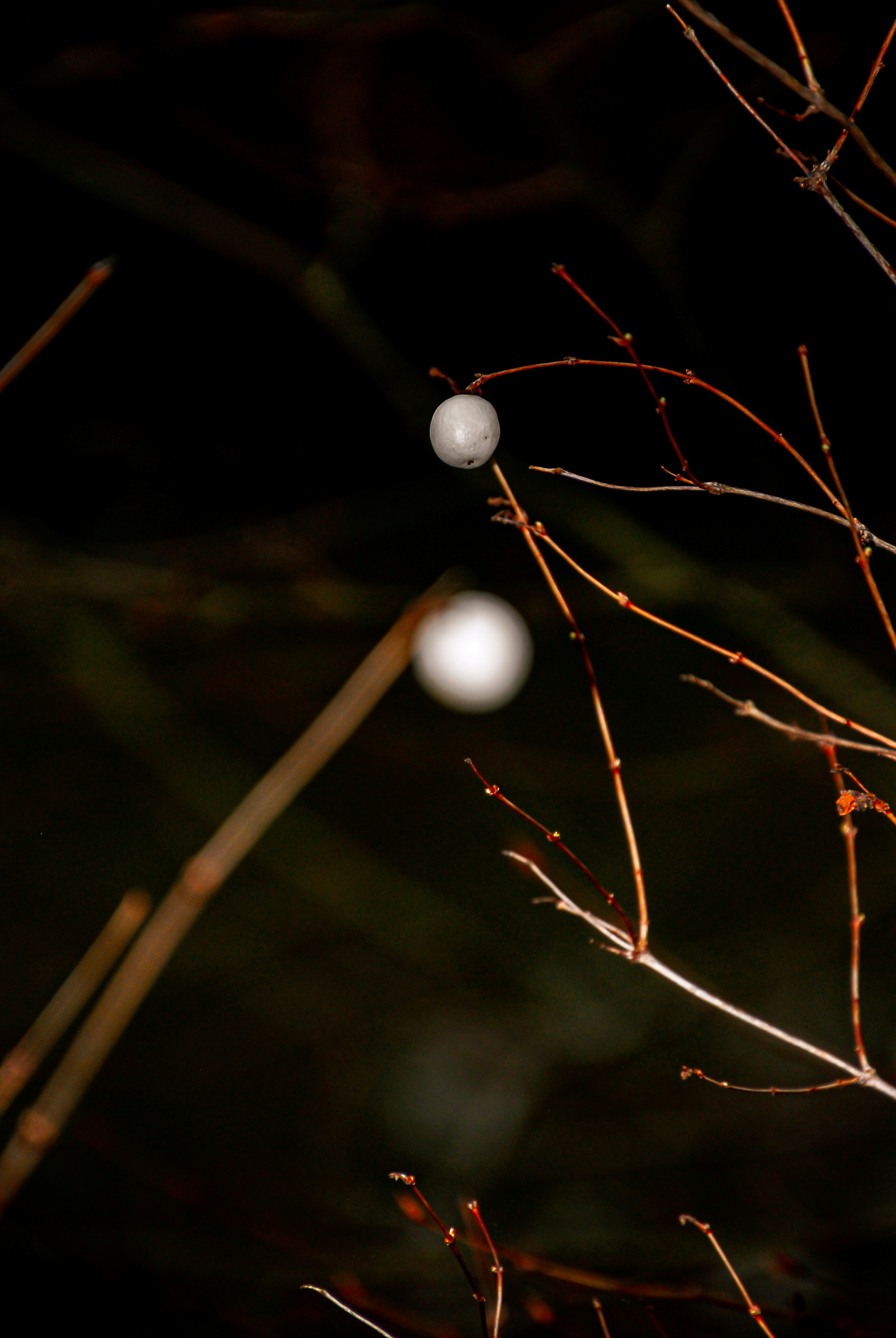 Moonlit Seed: A Delicate Bud of Silence in Night's Web