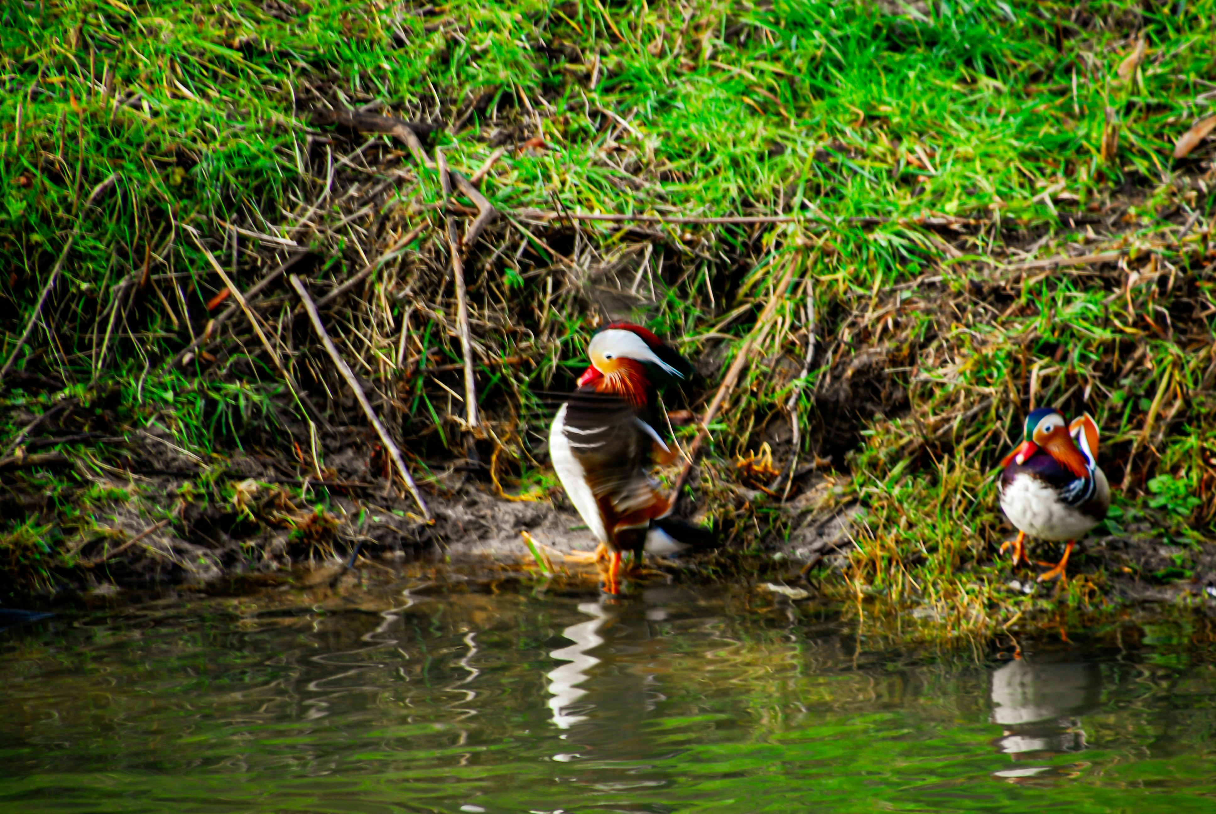 Two Mandarin Ducks at the Margin: Reflections and Ripples