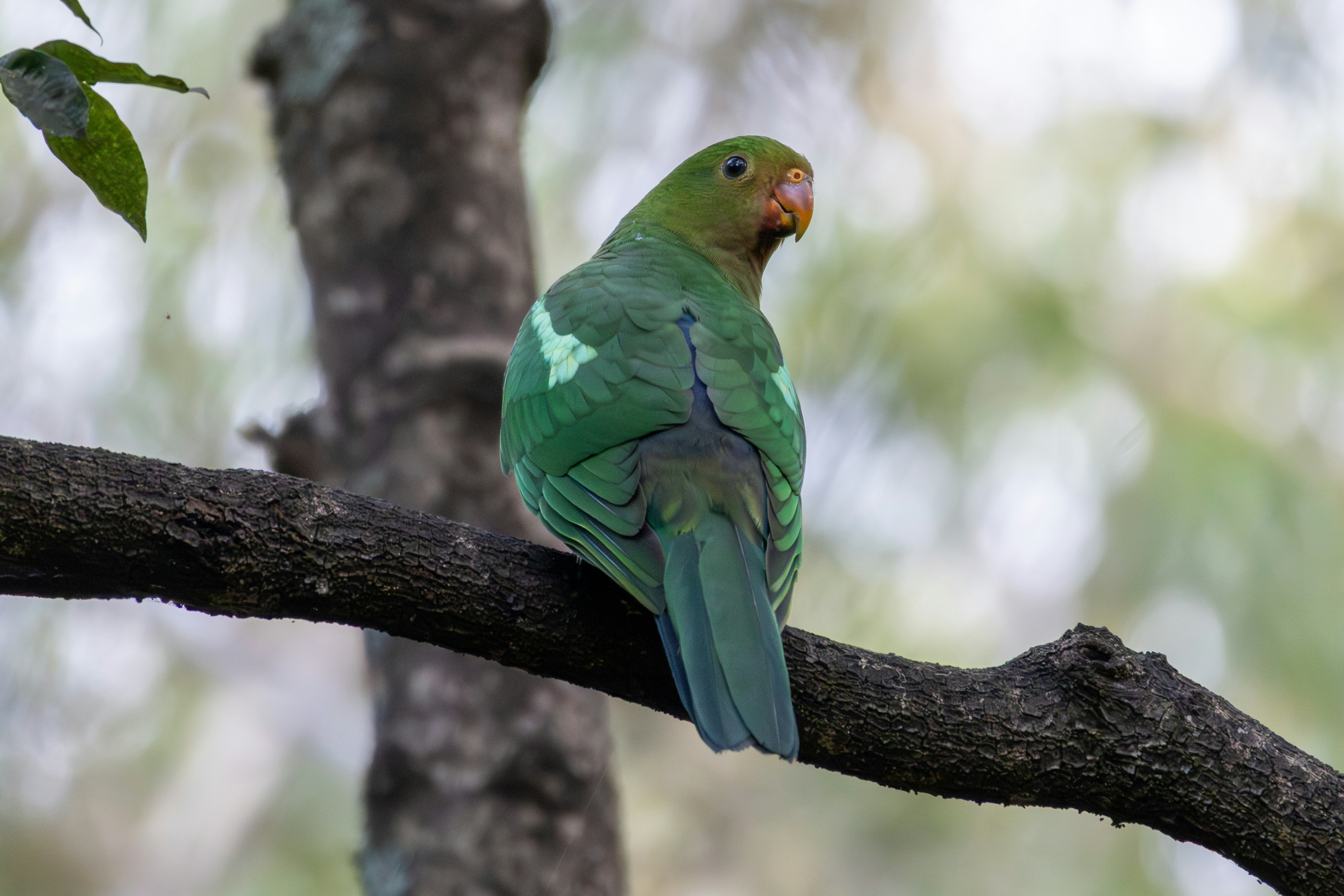 Emerald Parrot Posture on a Mossy Branch