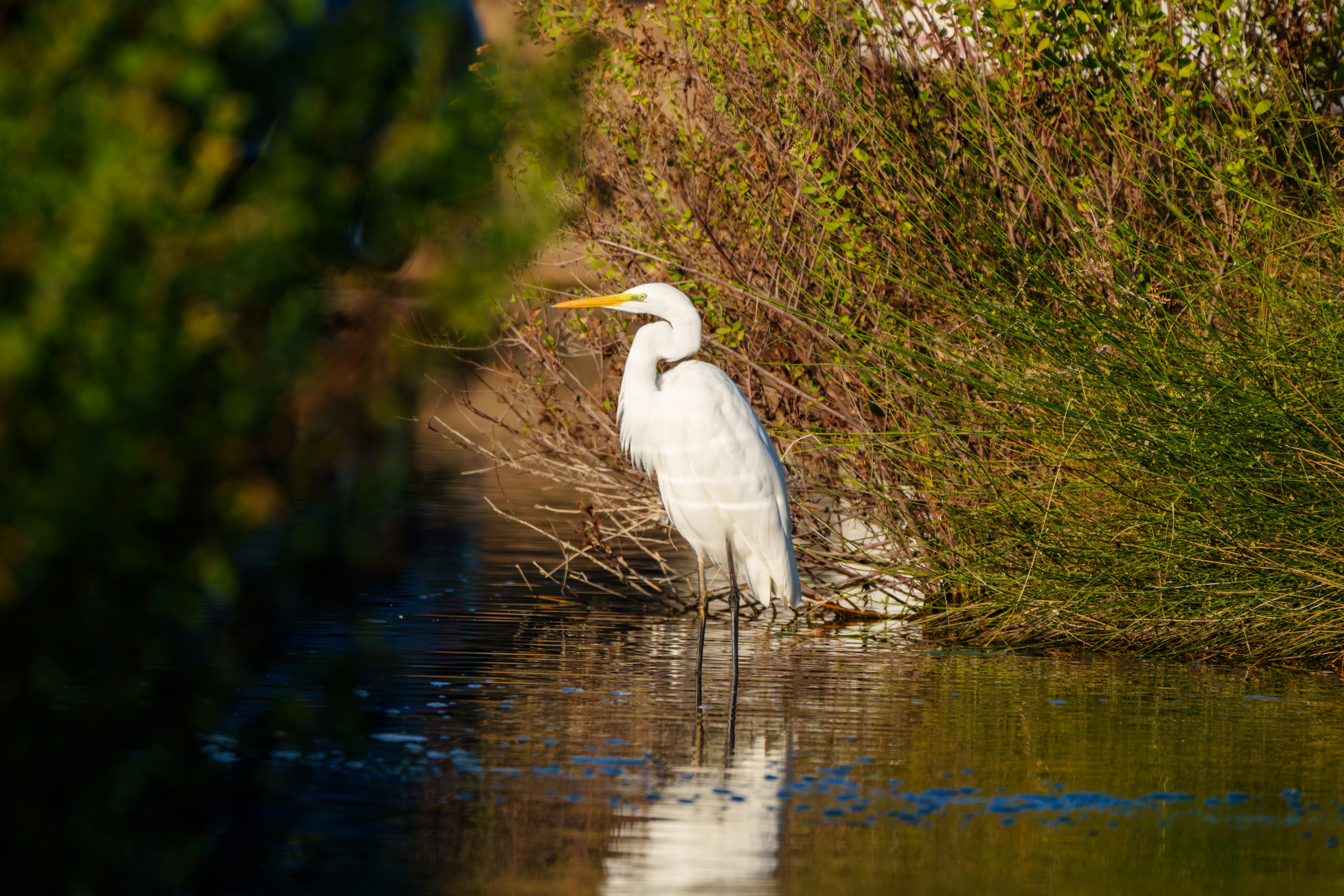 A white egret stands in shallow water near reeds.