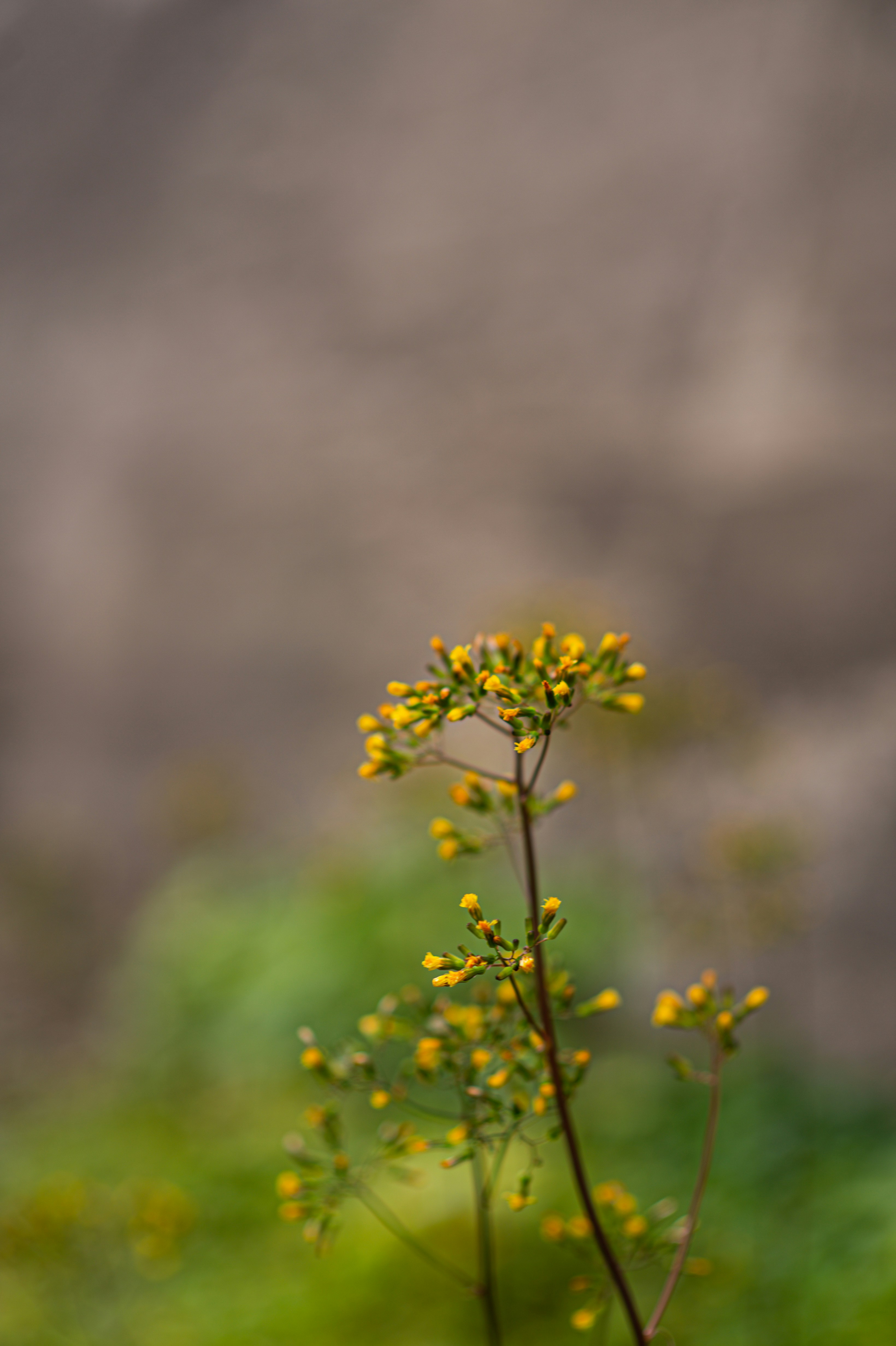 Silent Yellow: A Wildflower Reaching Through the Blur