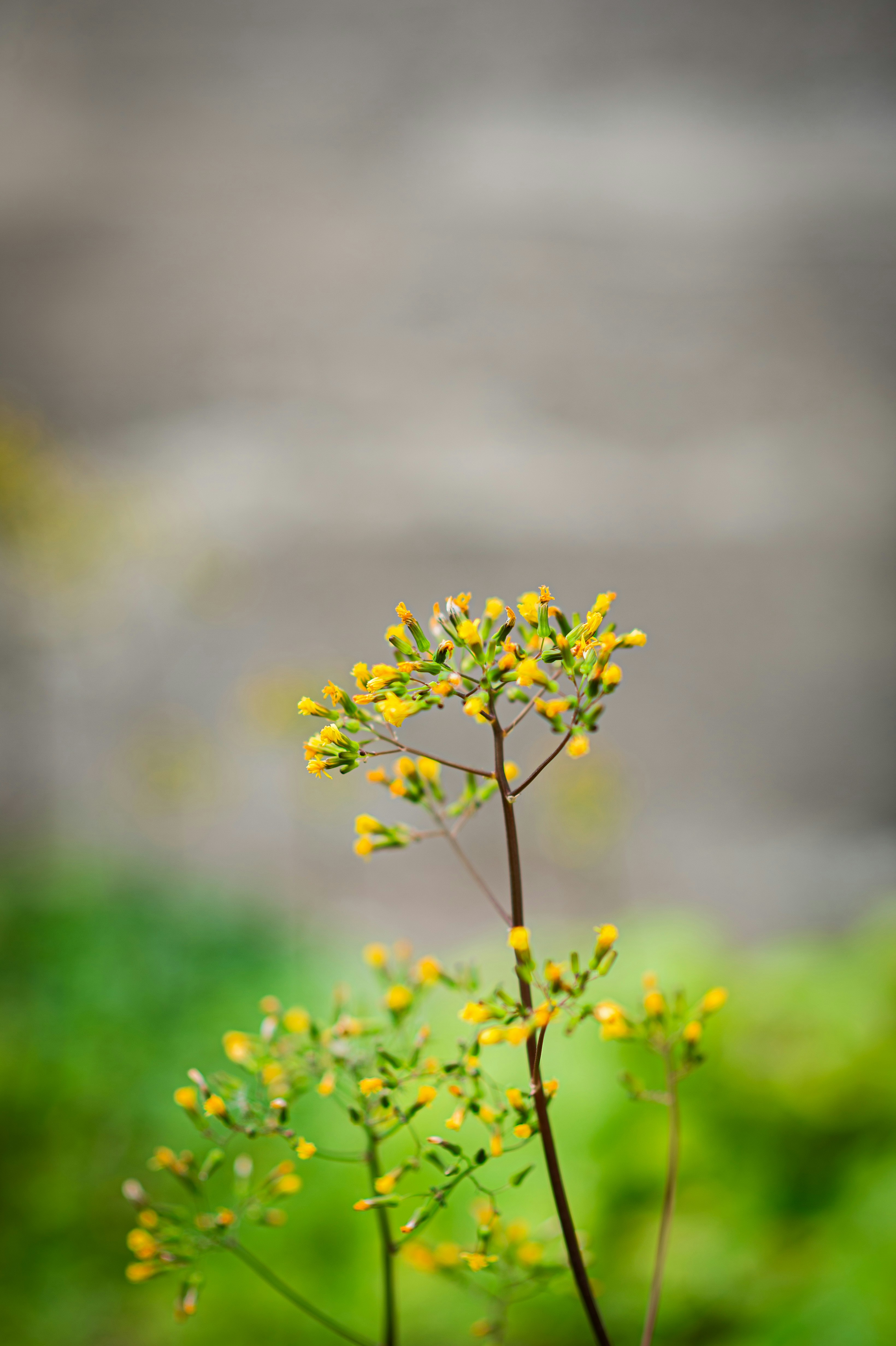 Yellow-tipped Sprigs Reach Toward the Grey Horizon