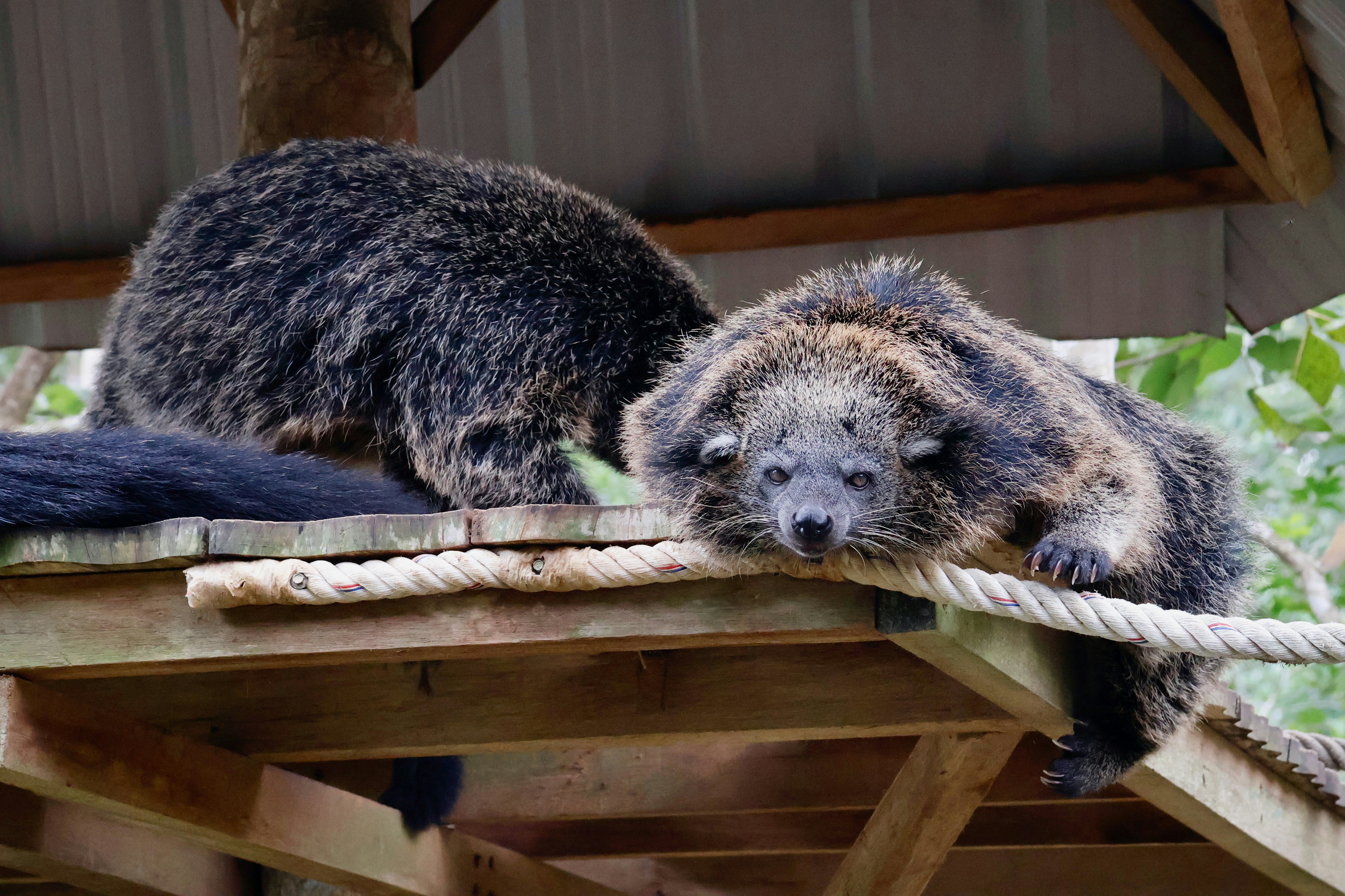 Two Sloths Rest on a Wooden Platform