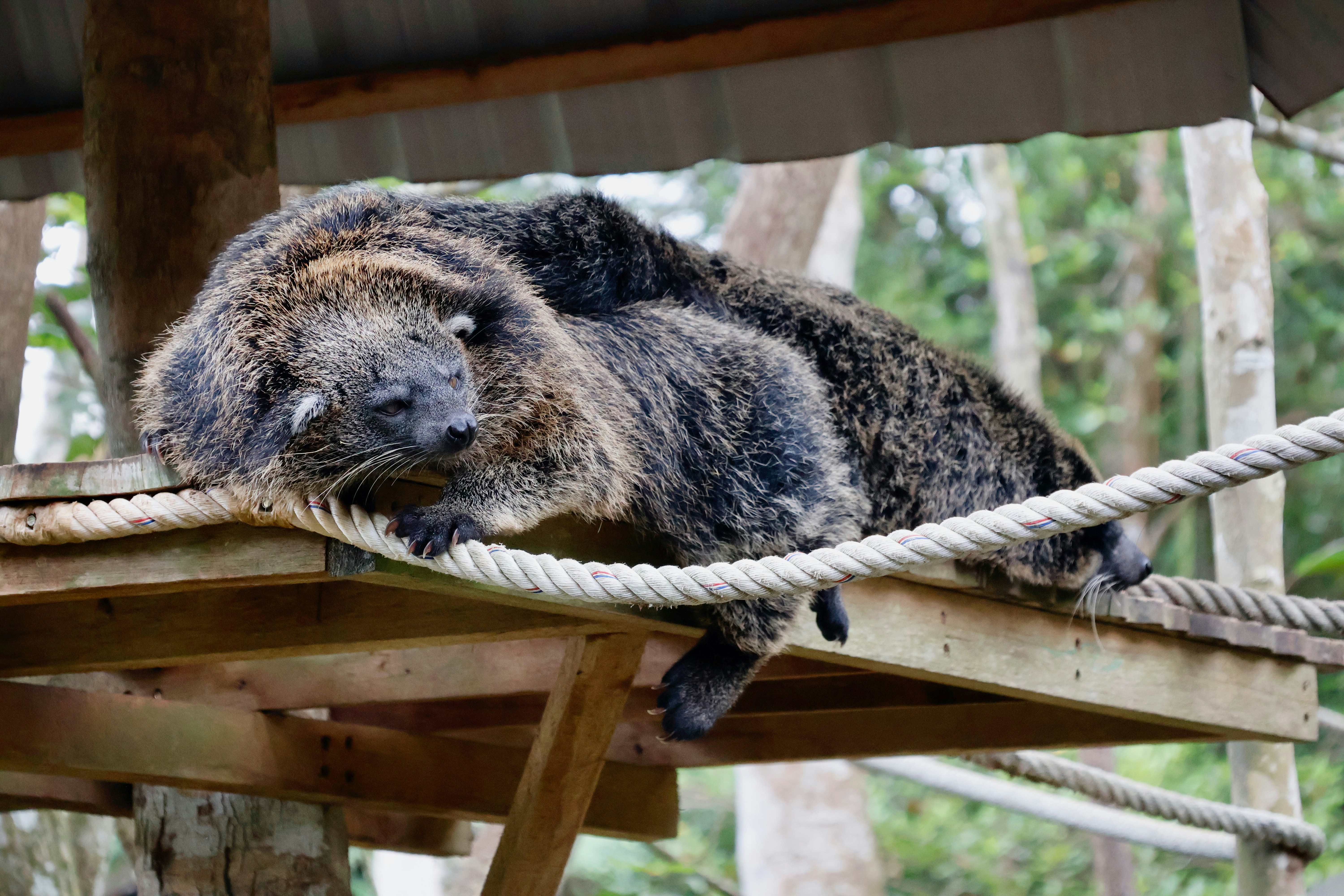 Tag along on a wooden perch: a sunlit capybara lounges above the forest floor