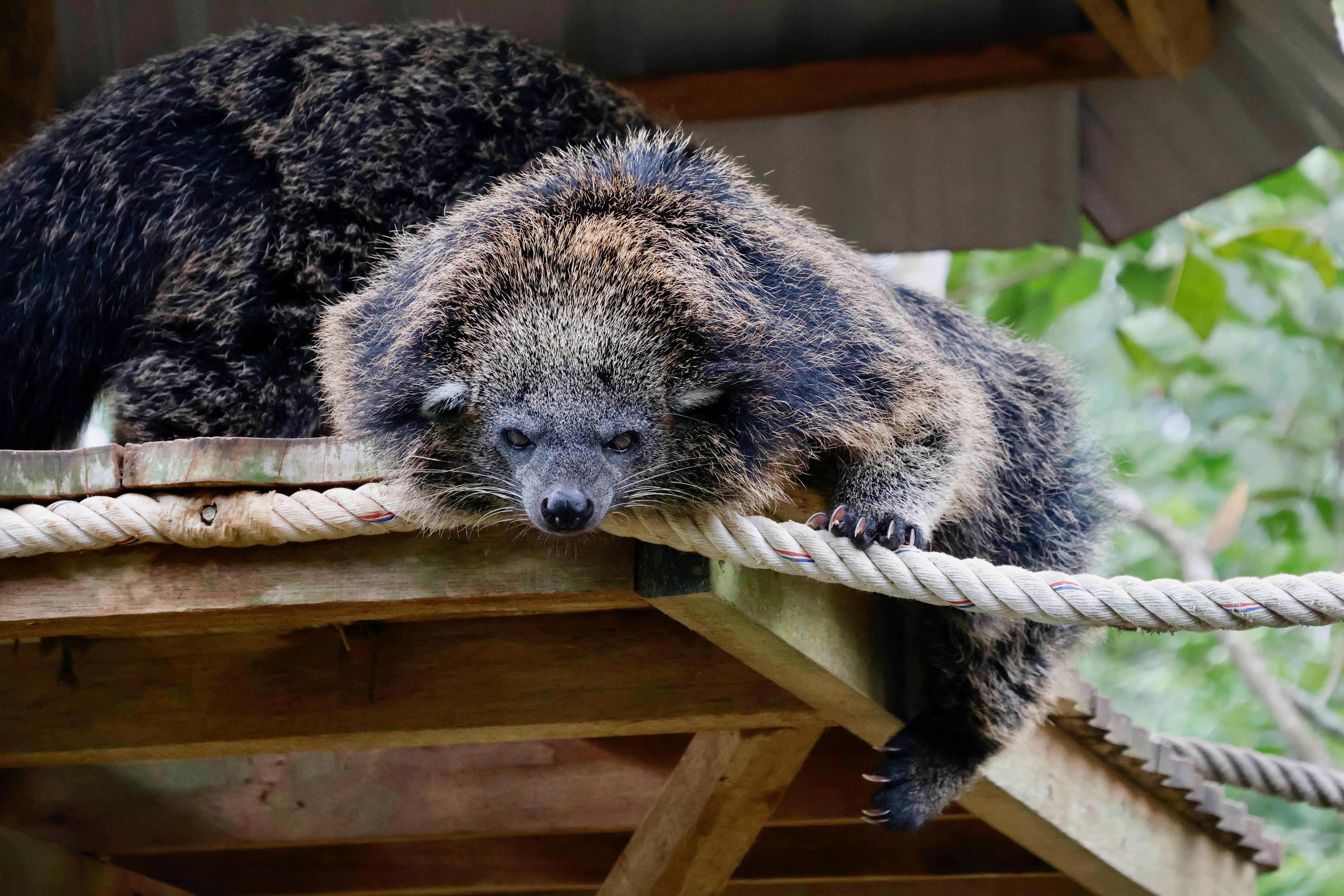 Lounge Llama: A Resting Sloth Bear on a Wooden Railing