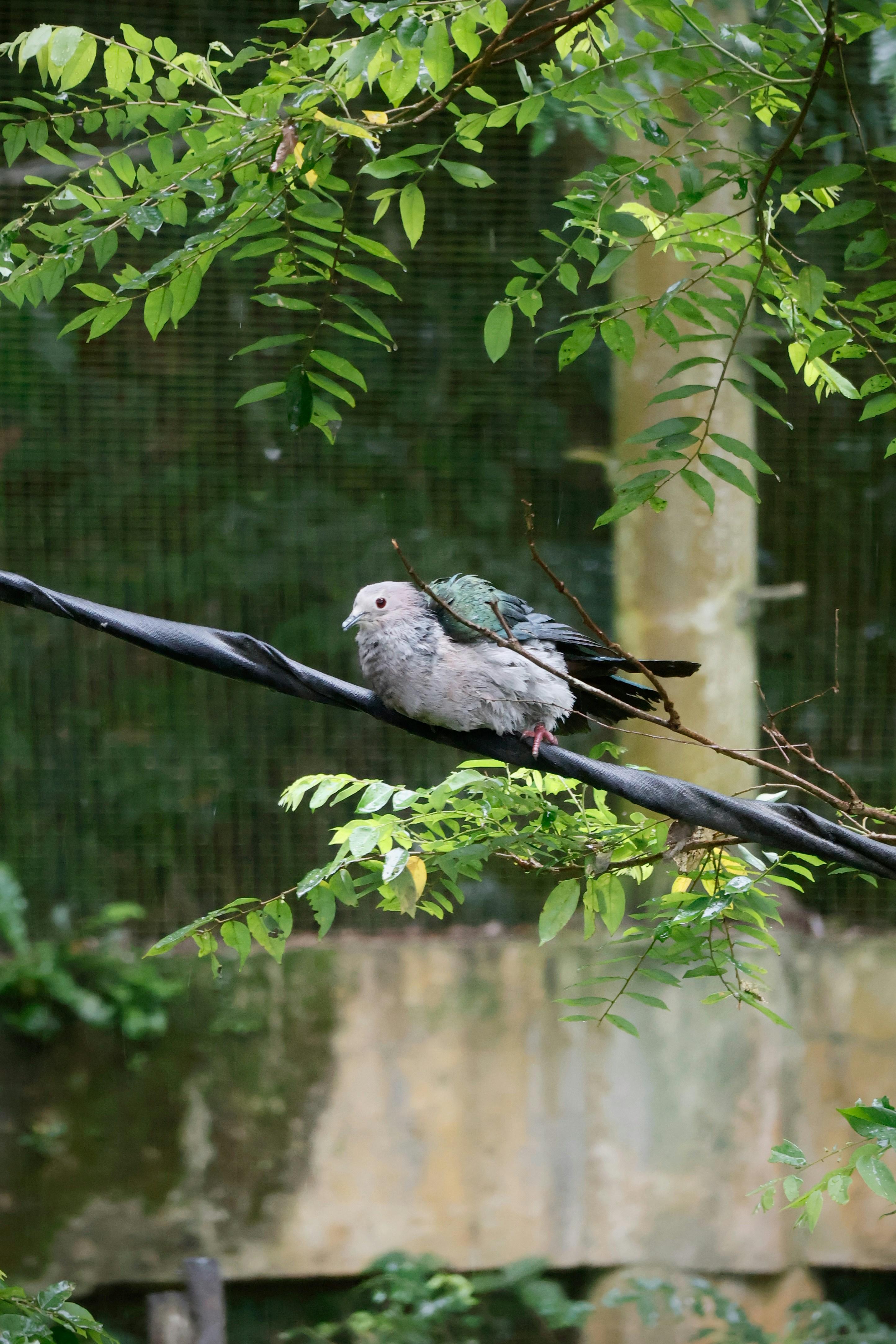 Grey Dove Lounges on a Slack Cable Amid Greenery