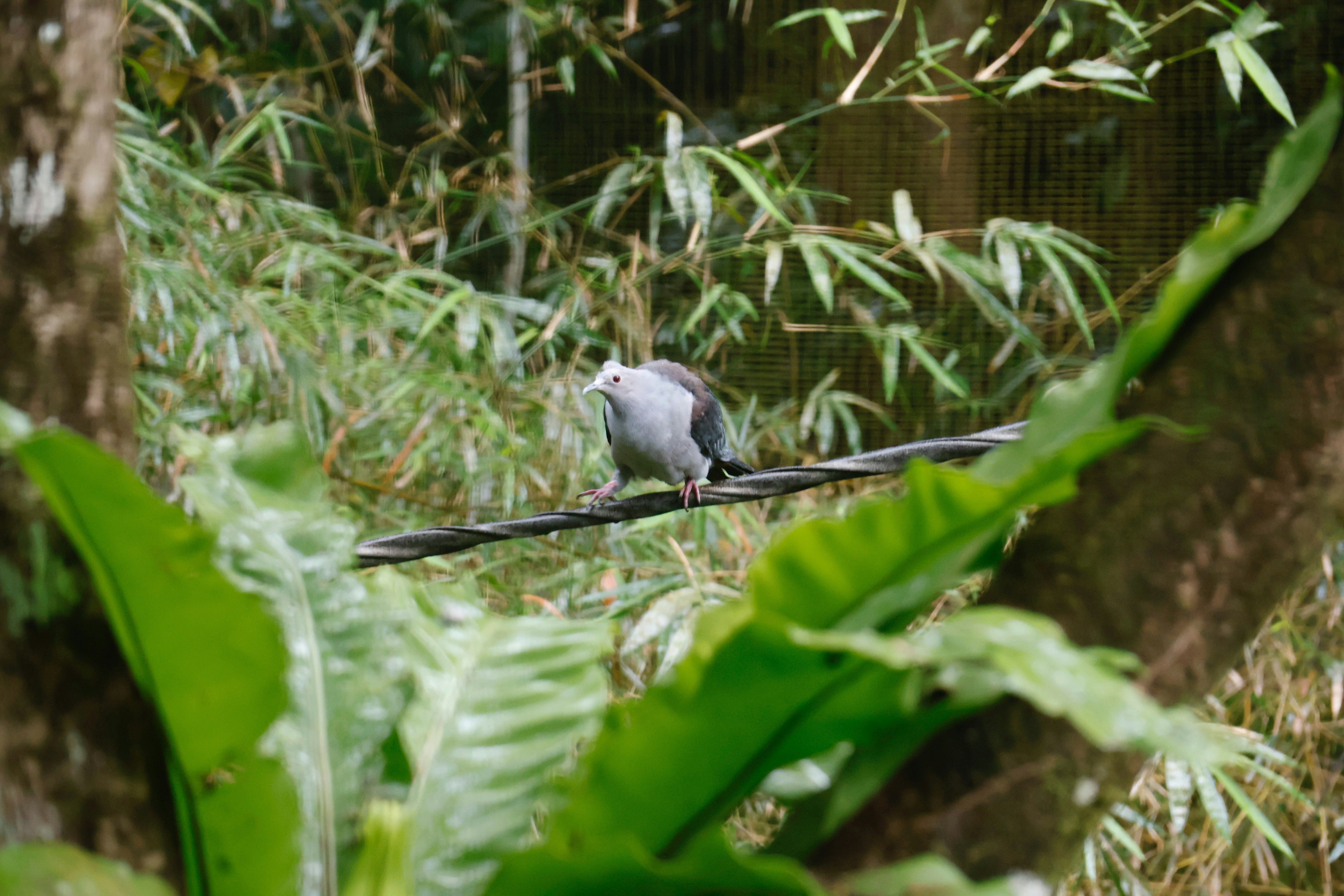 Gray Bulbul Perched on a Slack Line in Lush Tropical Understory
