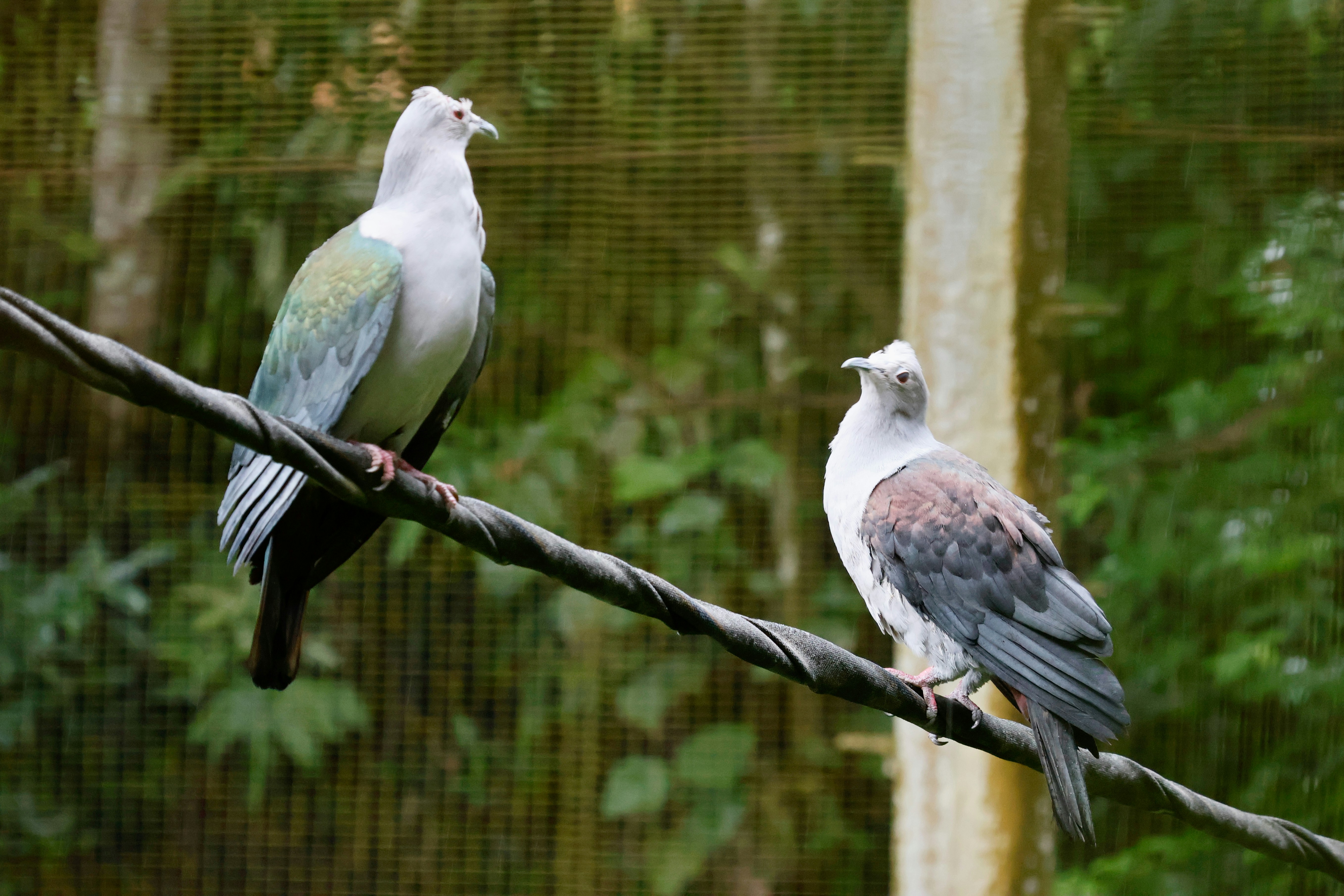 Two Doves on a Wire: Quiet Exchange Under Green Mesh