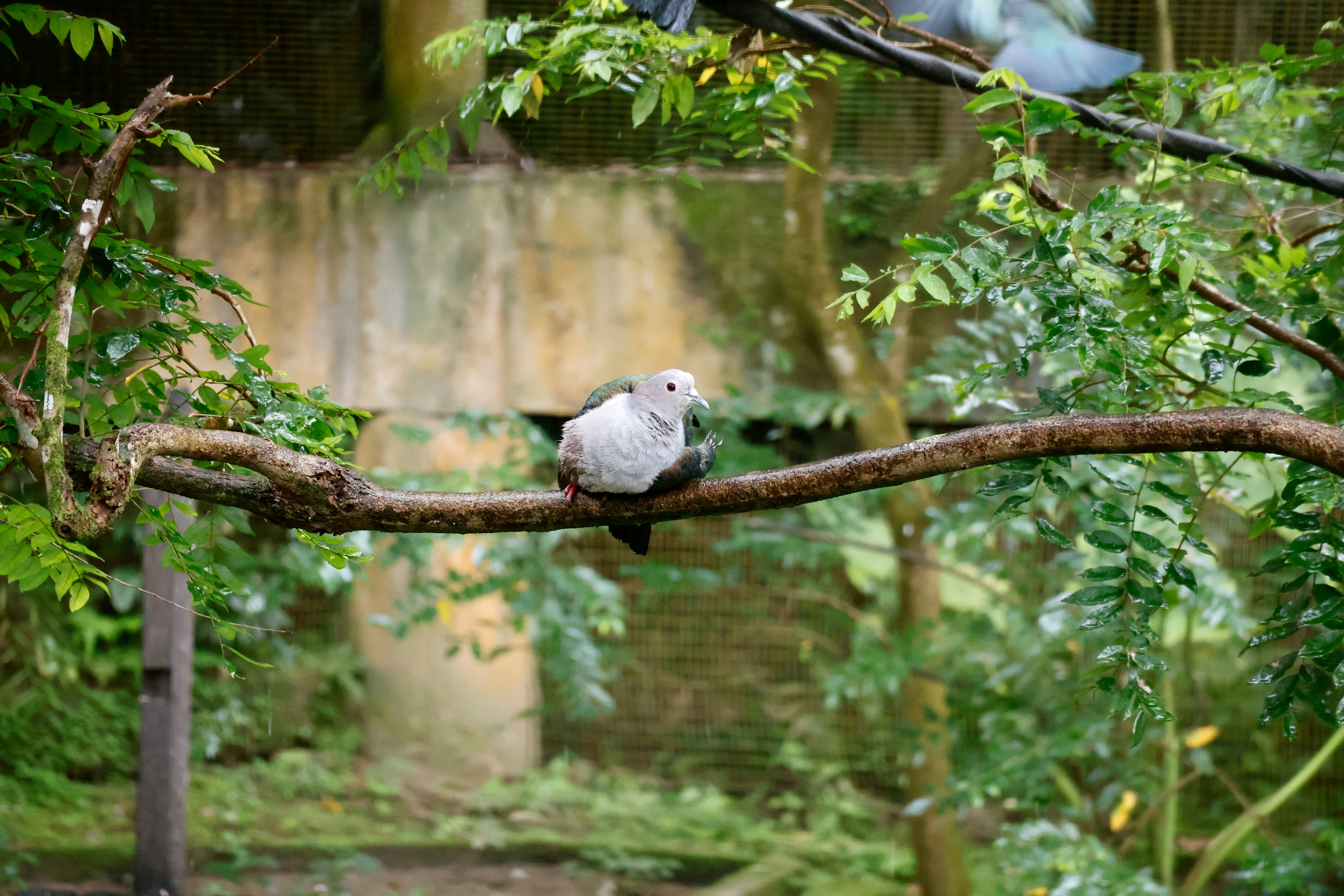 Mid-branch Pause: A Grey Kinglet on a Mossy Trestle